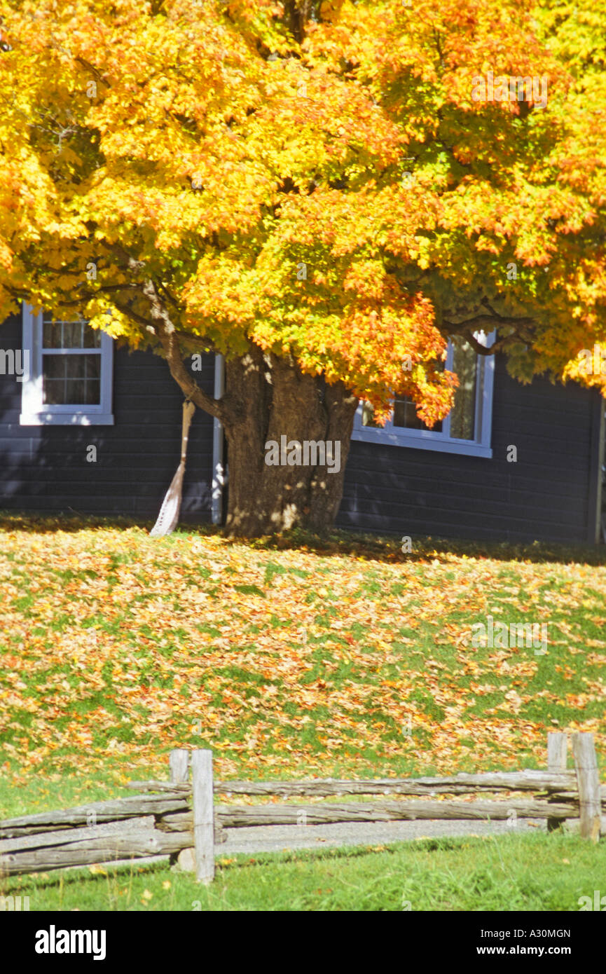 A bright yellow maple in a garden in rural Quebec Stock Photo - Alamy