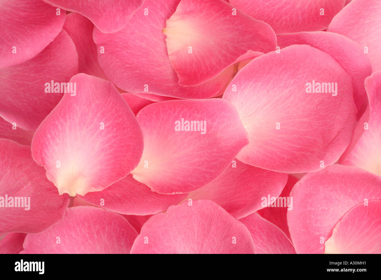 Pink Rose Petals Stock Photo - Alamy
