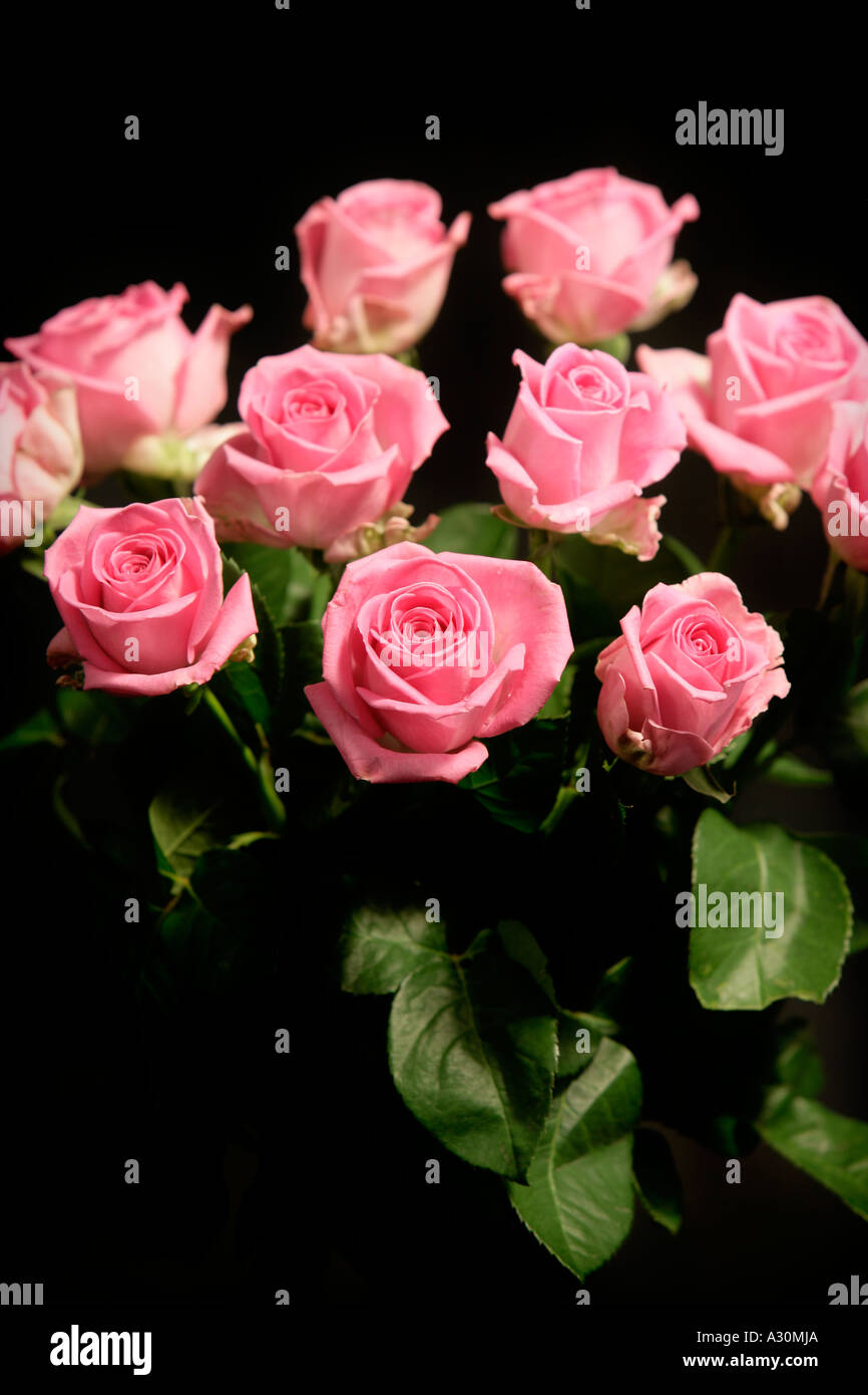 Pink Rose Bouquet on Black Background Stock Photo - Alamy