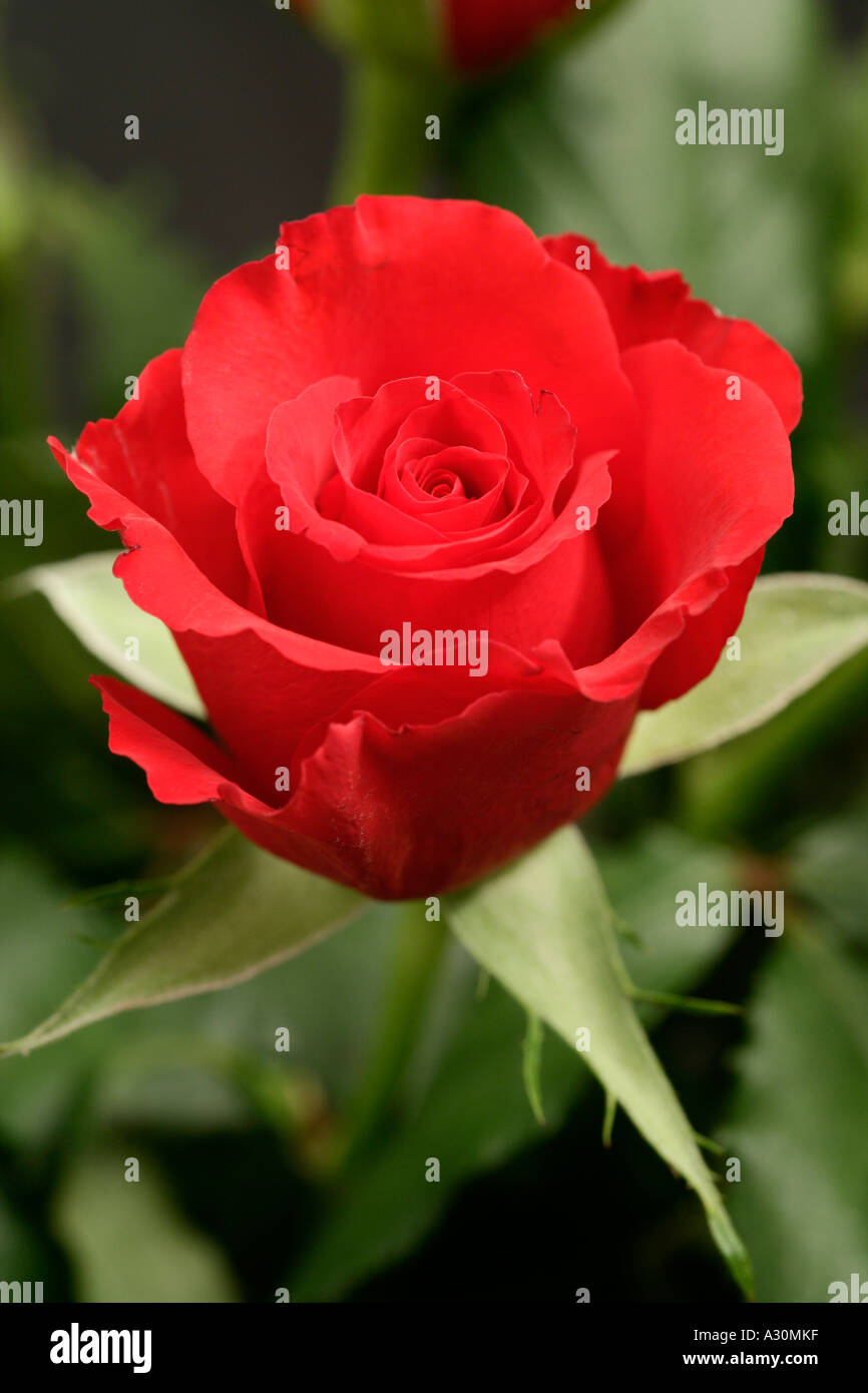 Single Red Rose Stock Photo - Alamy