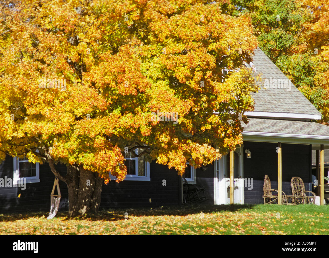 A bright yellow maple in a garden in rural Quebec Stock Photo - Alamy