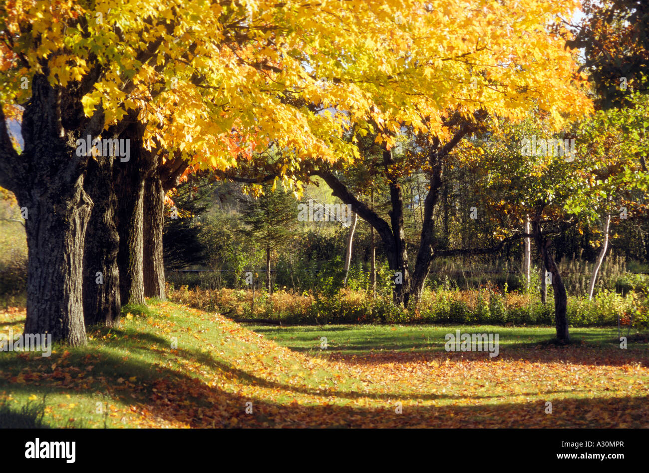 A row of bright yellow maples in a garden in rural Quebec Stock Photo ...