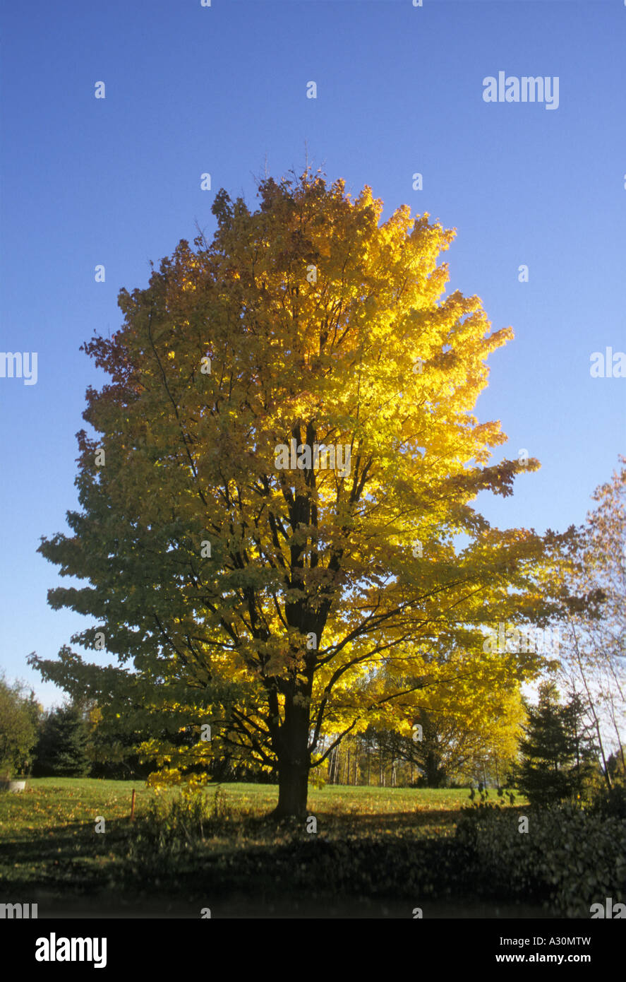 A bright yellow maple in Autumn in Quebec Stock Photo - Alamy