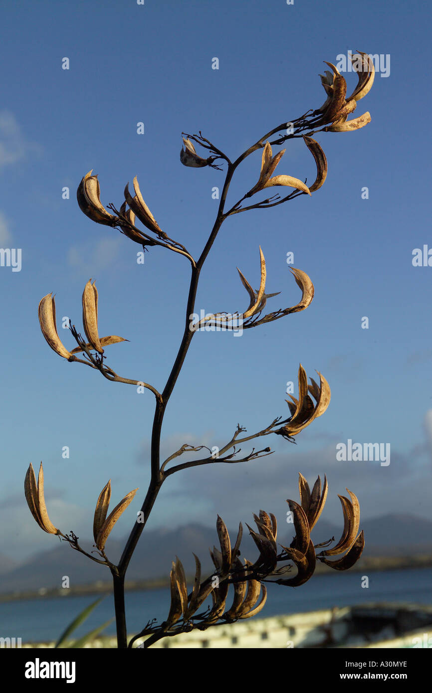 Budding seed pods hi-res stock photography and images - Alamy