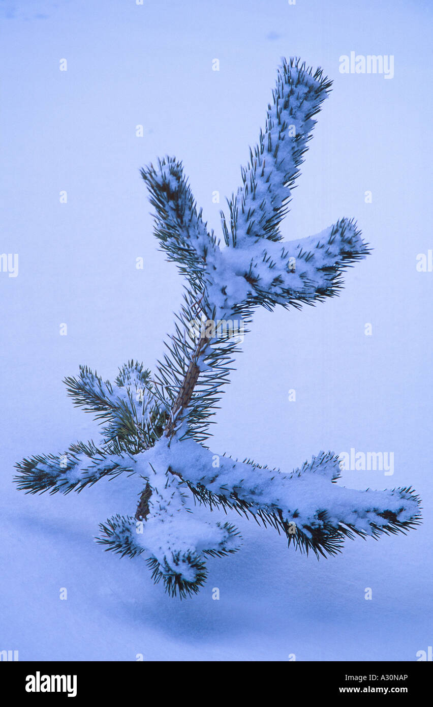 Pine tree shot in snow Bolu Mountains Turkey Stock Photo - Alamy