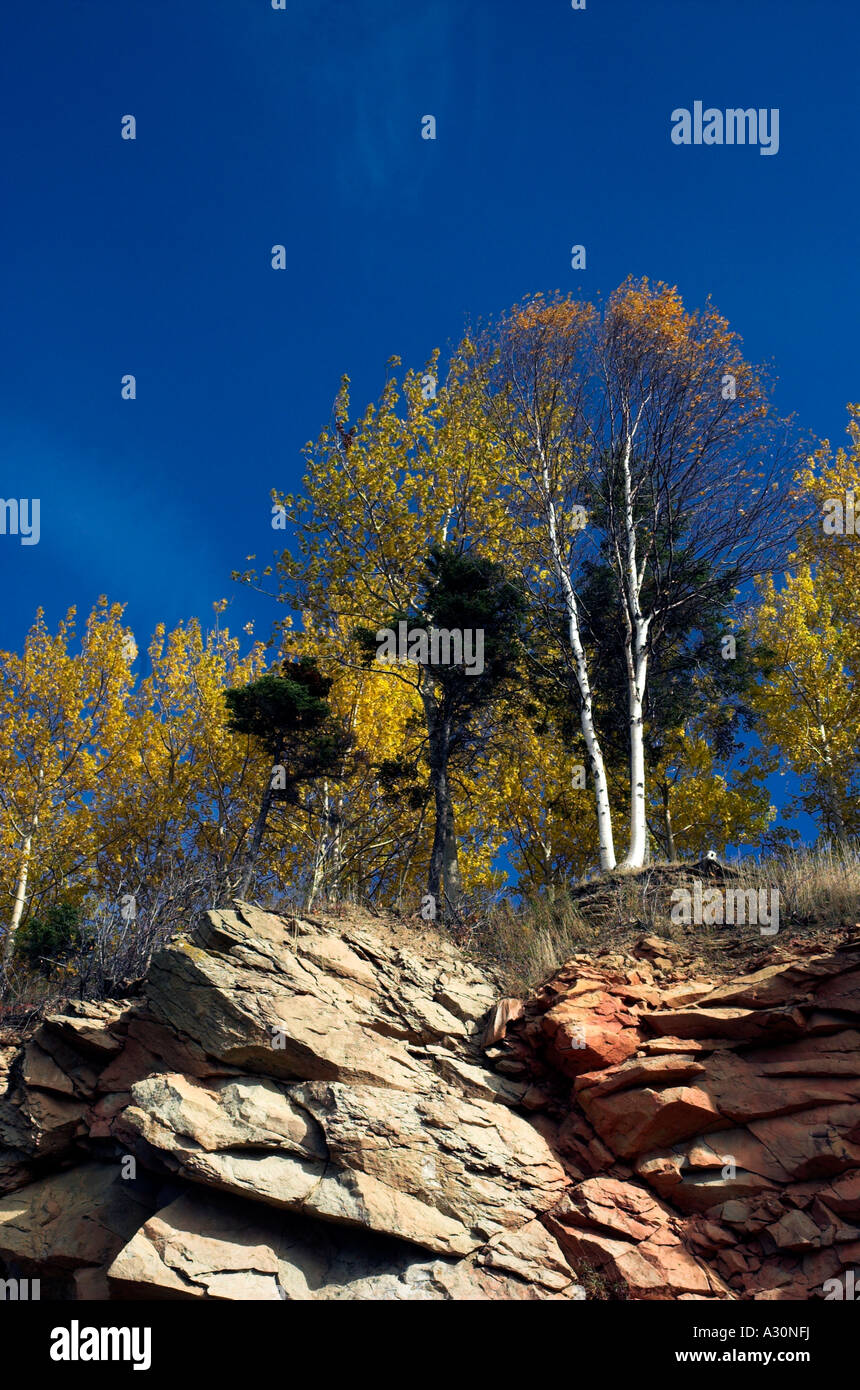 Looking up at autumn trees on a clifftop Stock Photo - Alamy