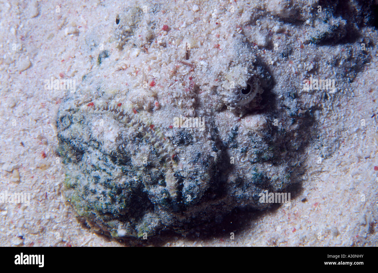 Stonefish hidden beneath sand on seabed Red Sea Egypt Stock Photo - Alamy