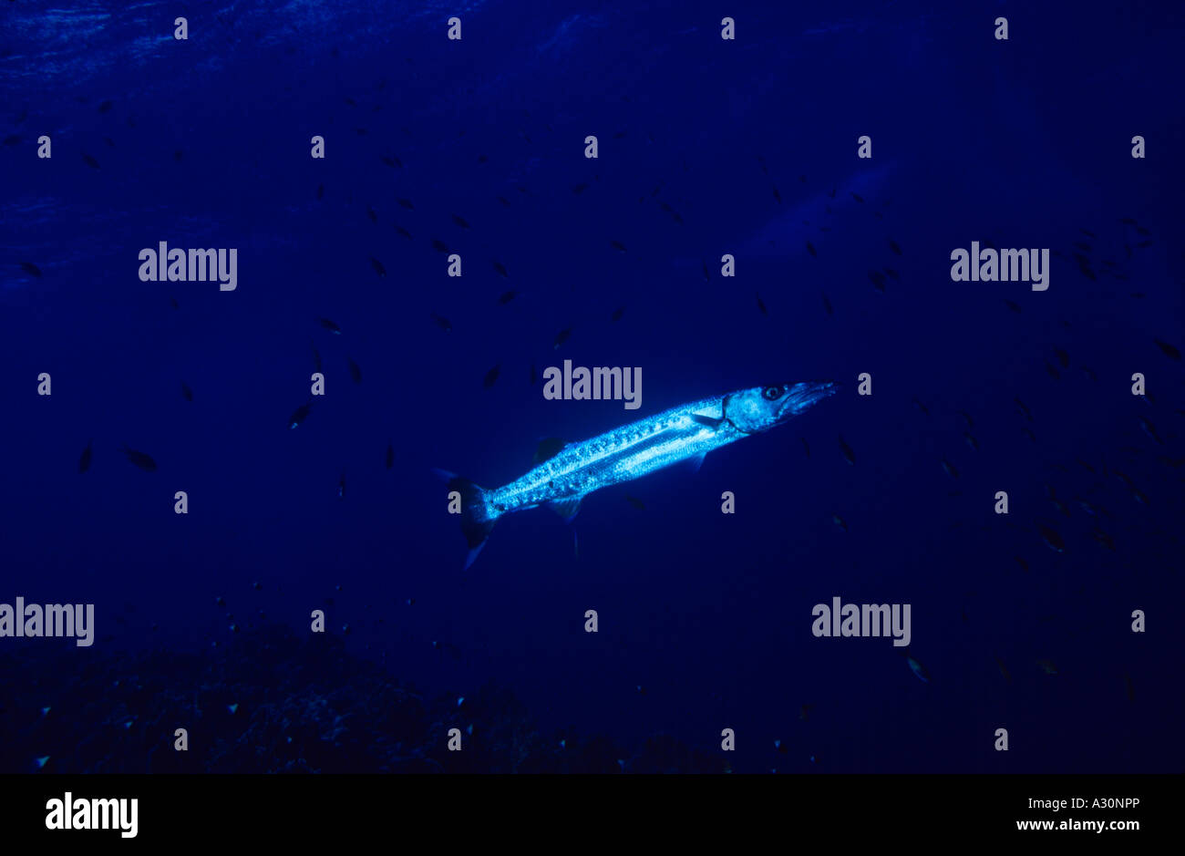 Great Barracuda Red Sea Egypt Stock Photo - Alamy