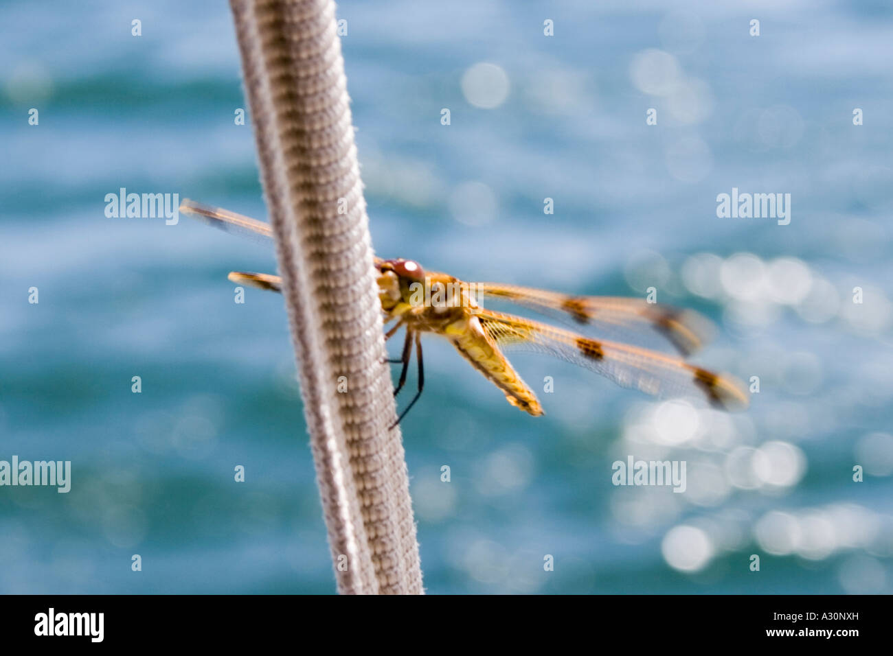 A dragon fly comes aboard for a visit on a sailboat cruising in ...