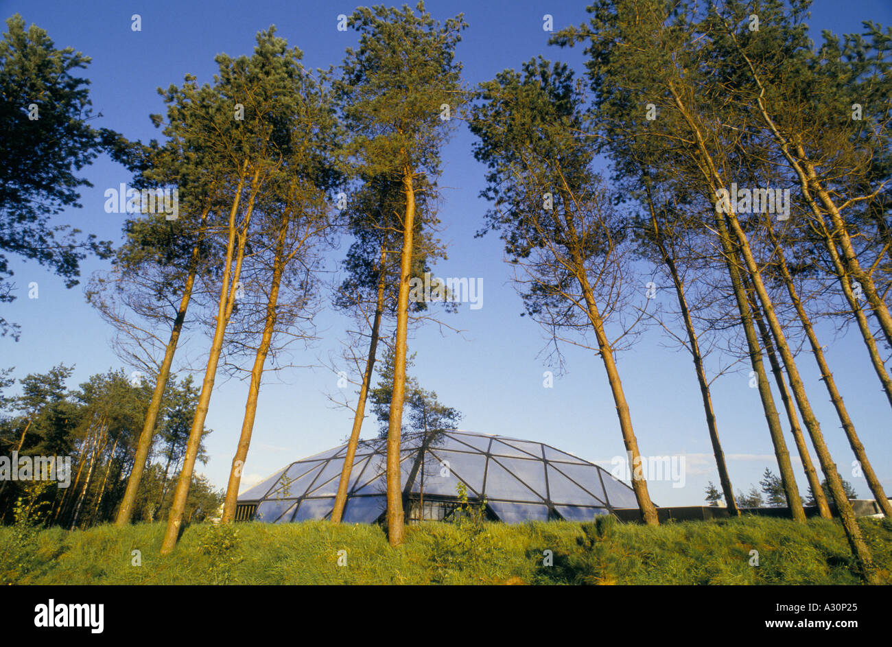Tall trees border hi-res stock photography and images - Alamy