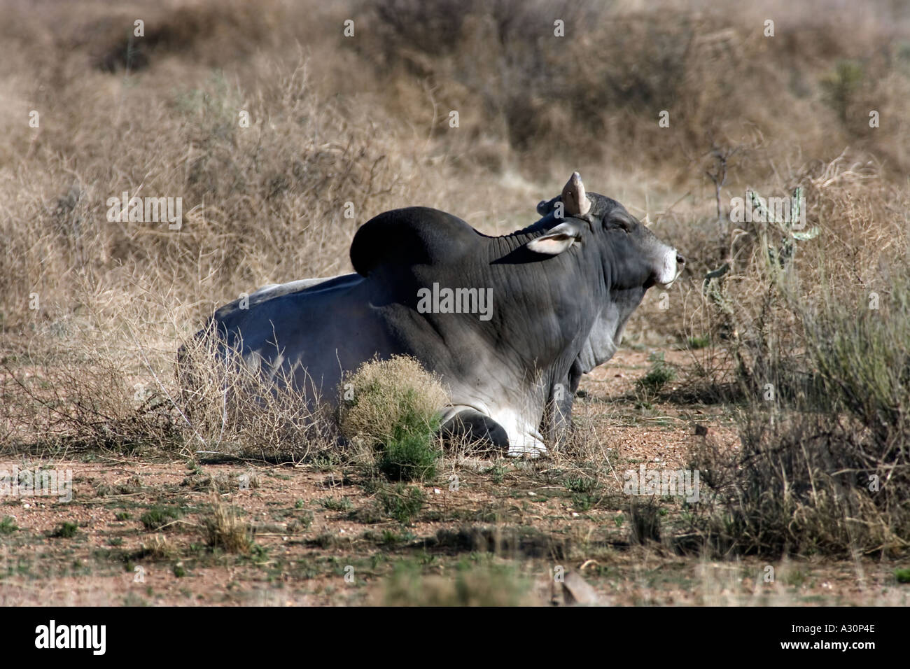 Brahma bull hi-res stock photography and images - Alamy