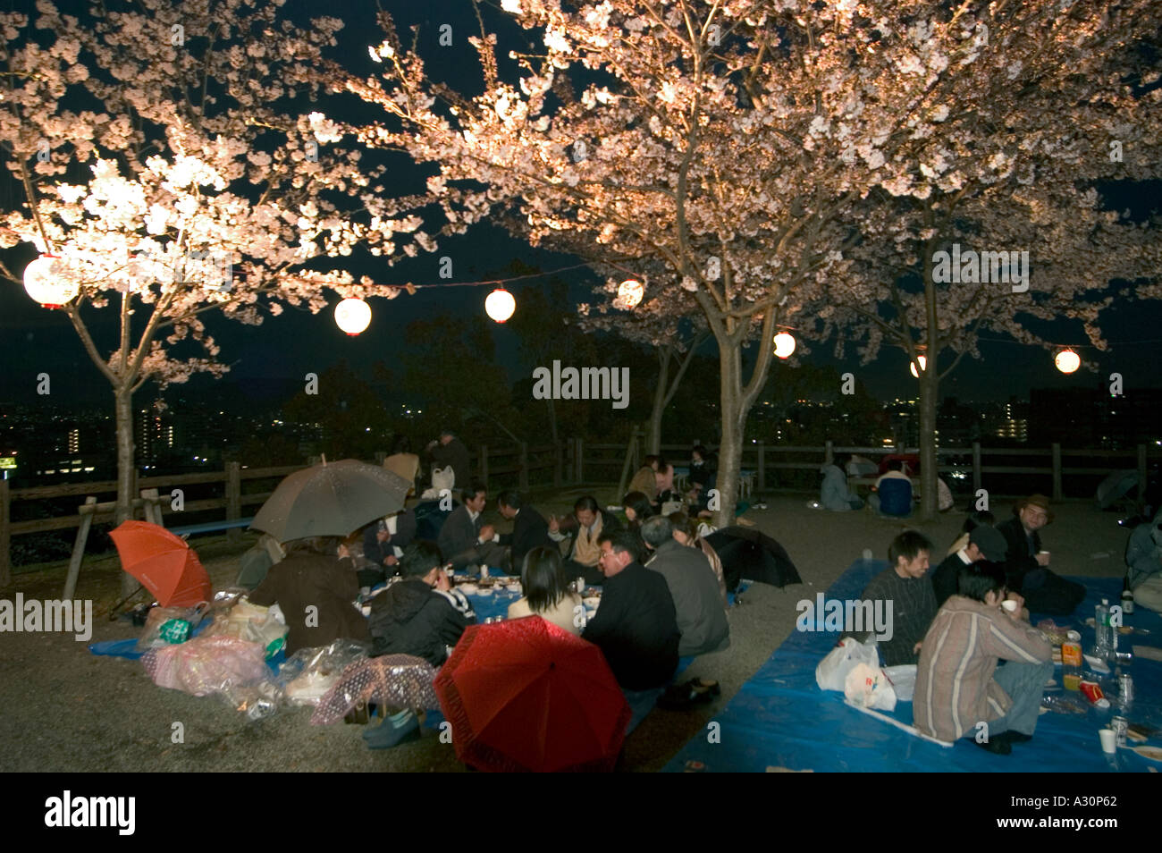 cherry blossoms Kumamoto castle Kumamoto prefecture Kyushu Japan Stock ...