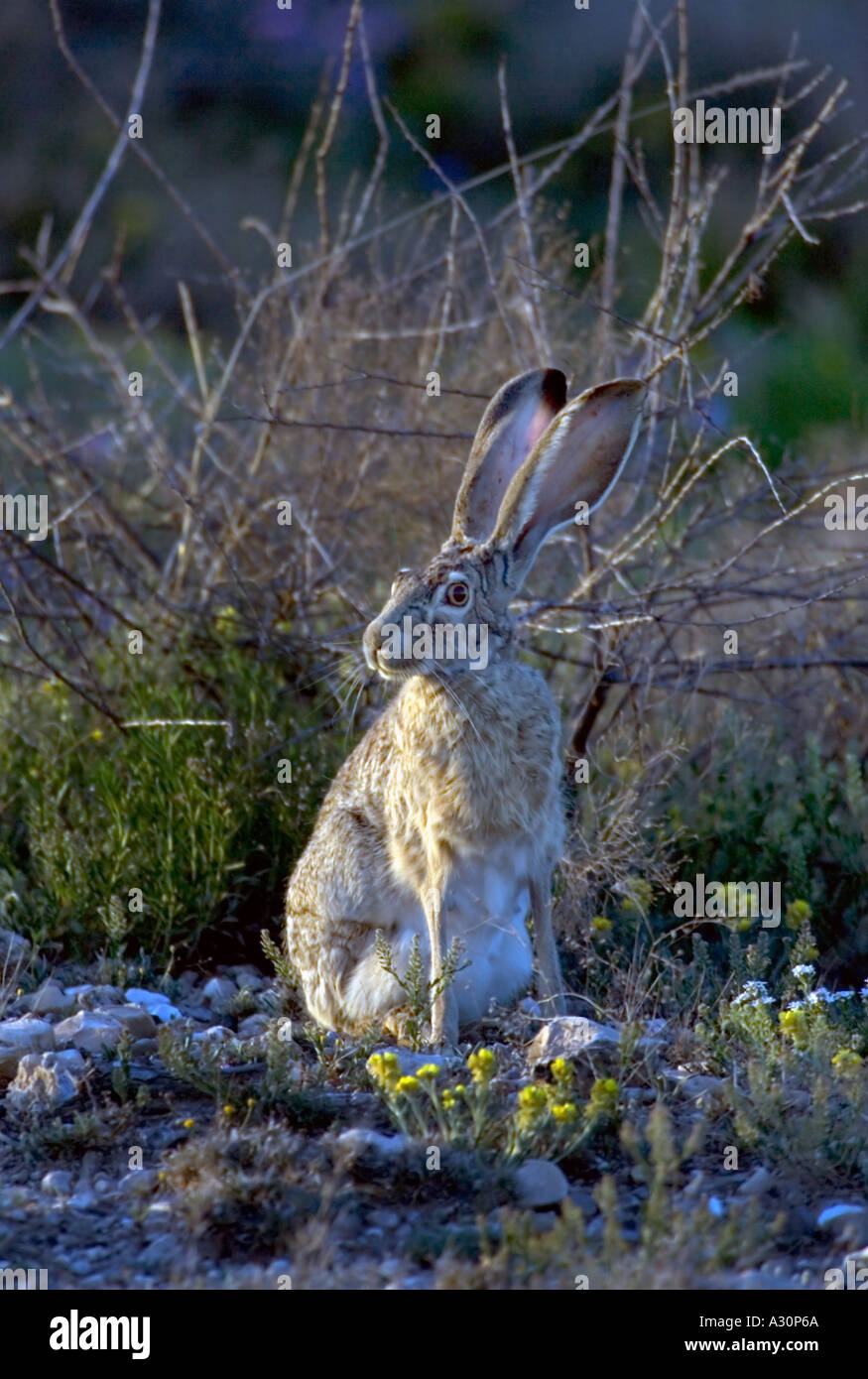 Antelope Jack Rabbit Lepus Alleni lives in the Sonoran and Chihuahuan ...