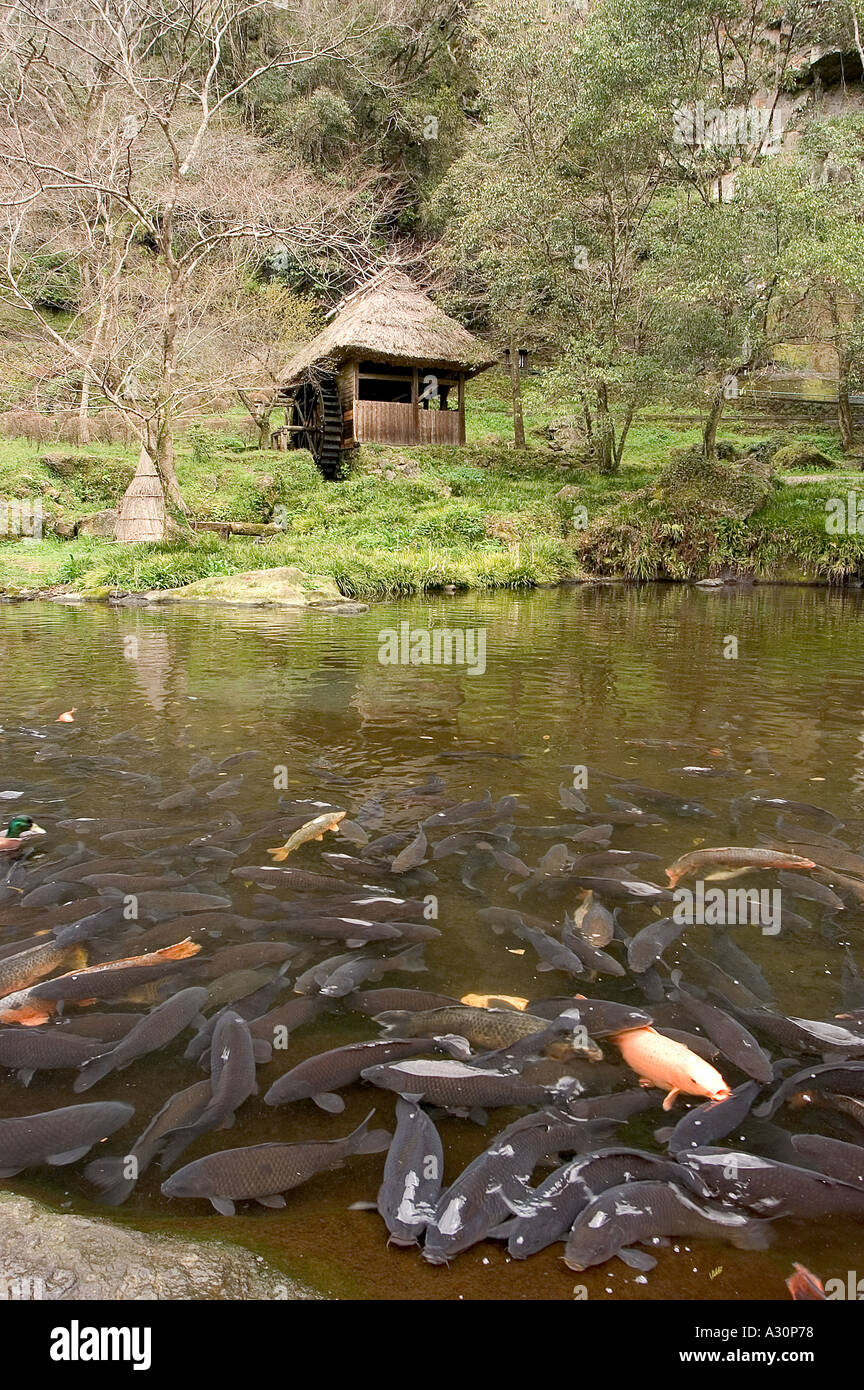 fish pond Takachiho gorge Miyazaki prefecture Kyushu Japan Stock Photo ...