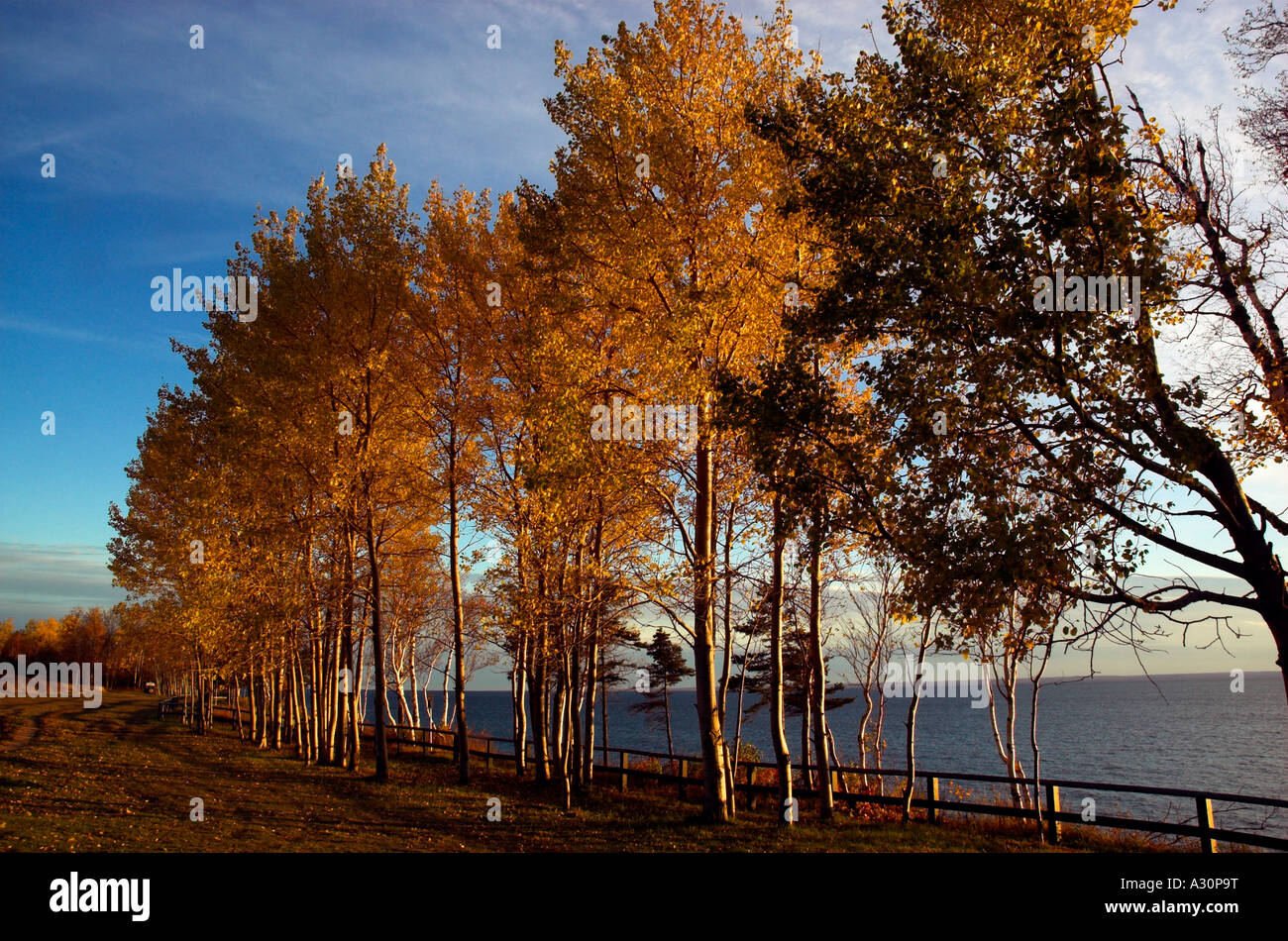 Deciduous trees canada hi-res stock photography and images - Alamy