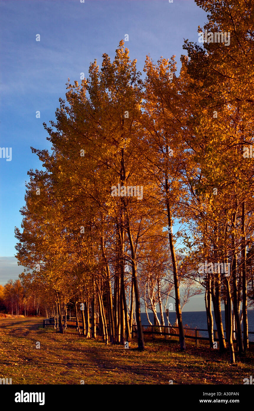 A group of autumn trees on a clifftop in Quebec Canada Stock Photo - Alamy