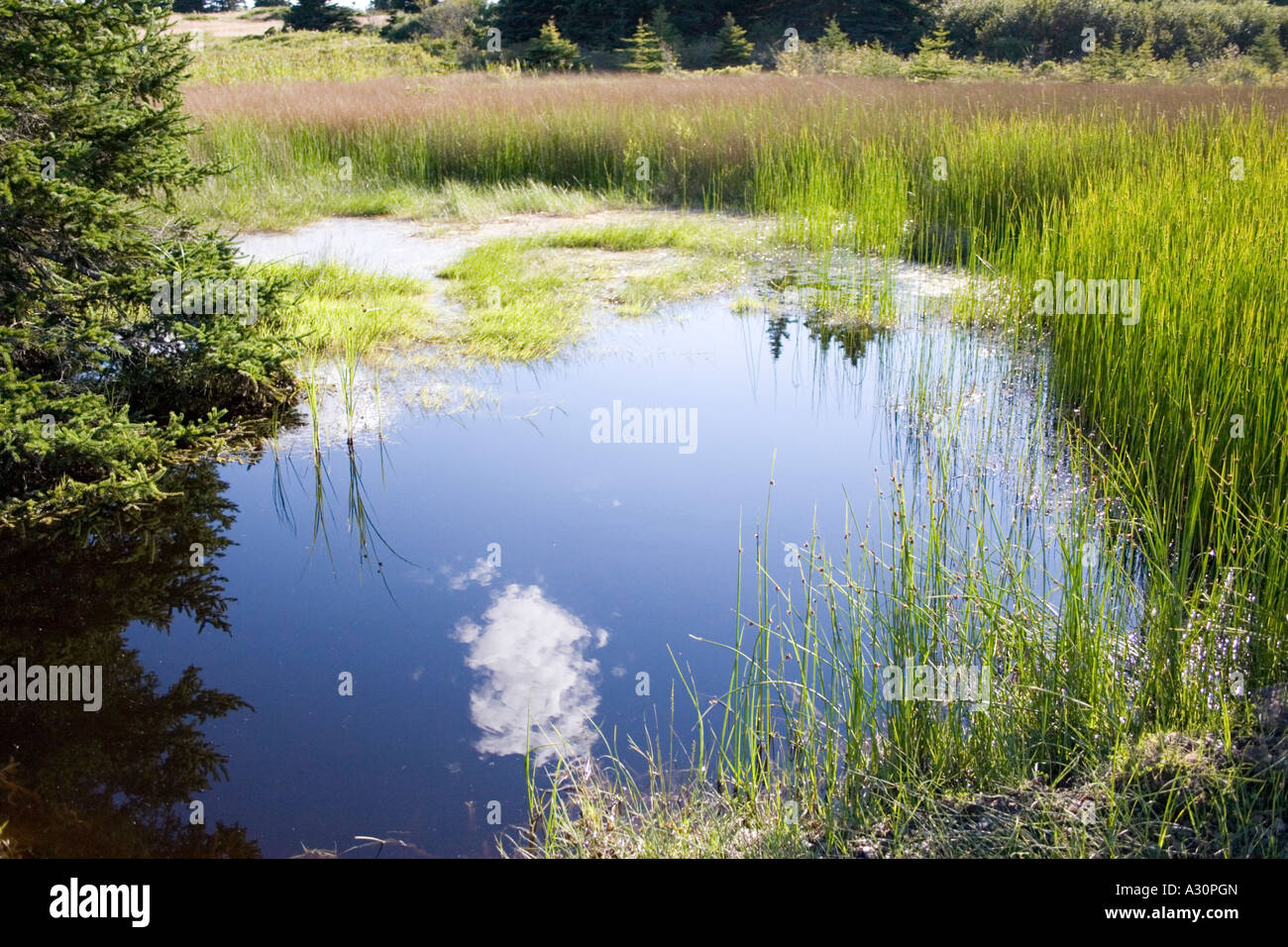 Wet surfaces reflecting hi-res stock photography and images - Alamy