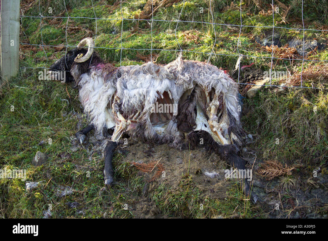 Hazord hi-res stock photography and images - Alamy