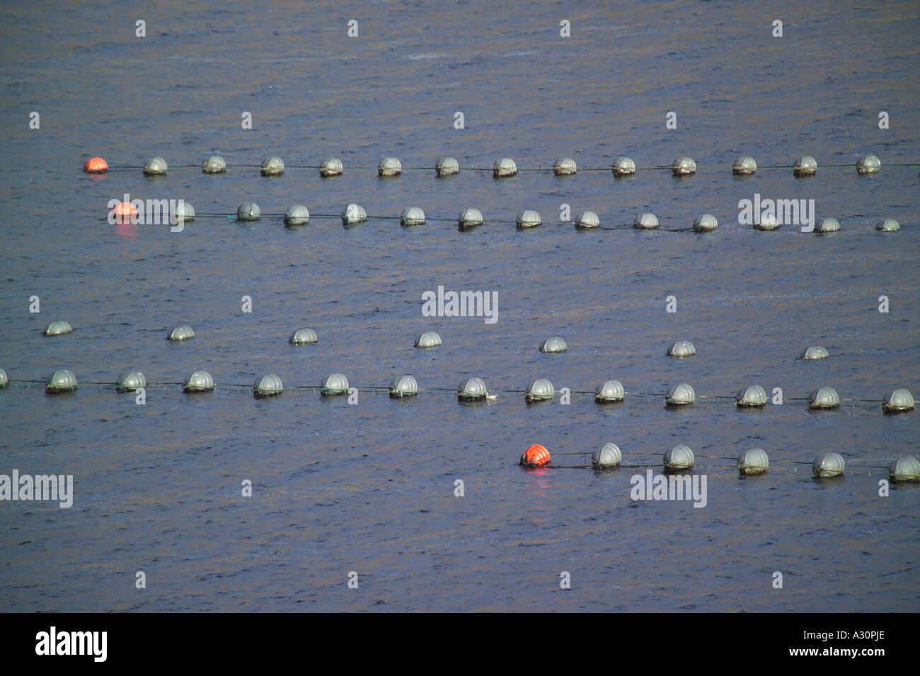 Blue mussel beds hi-res stock photography and images - Alamy