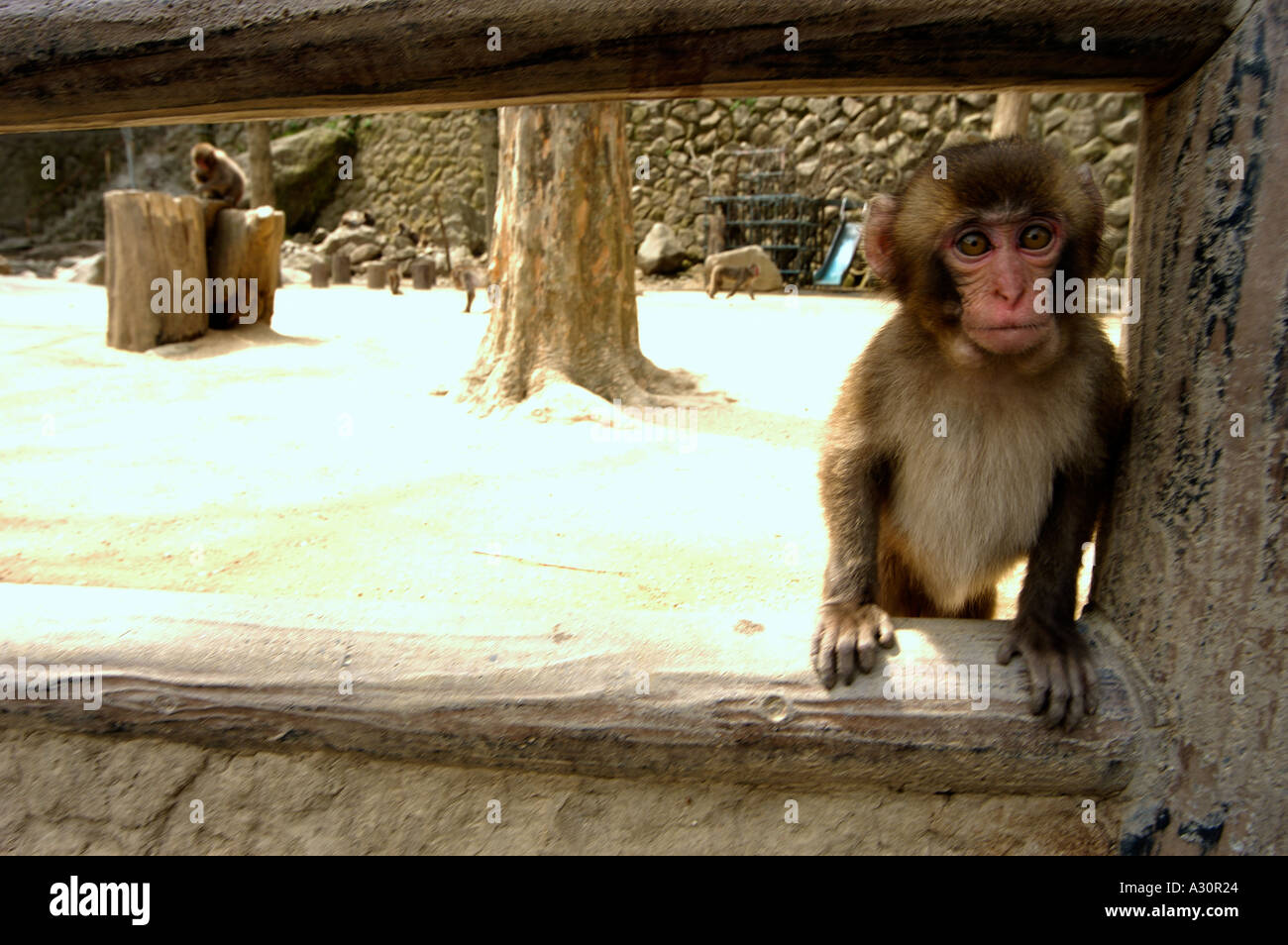 Monkey mountain takazaki yama hi-res stock photography and images - Alamy