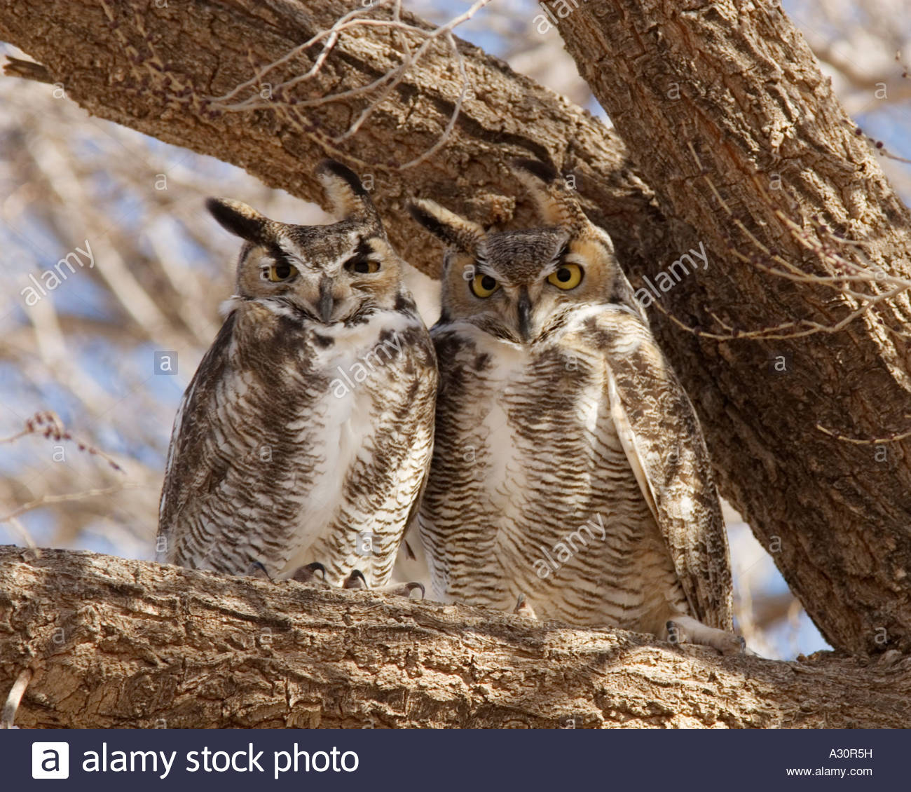 Male Great Horned Owl High Resolution Stock Photography and Images - Alamy