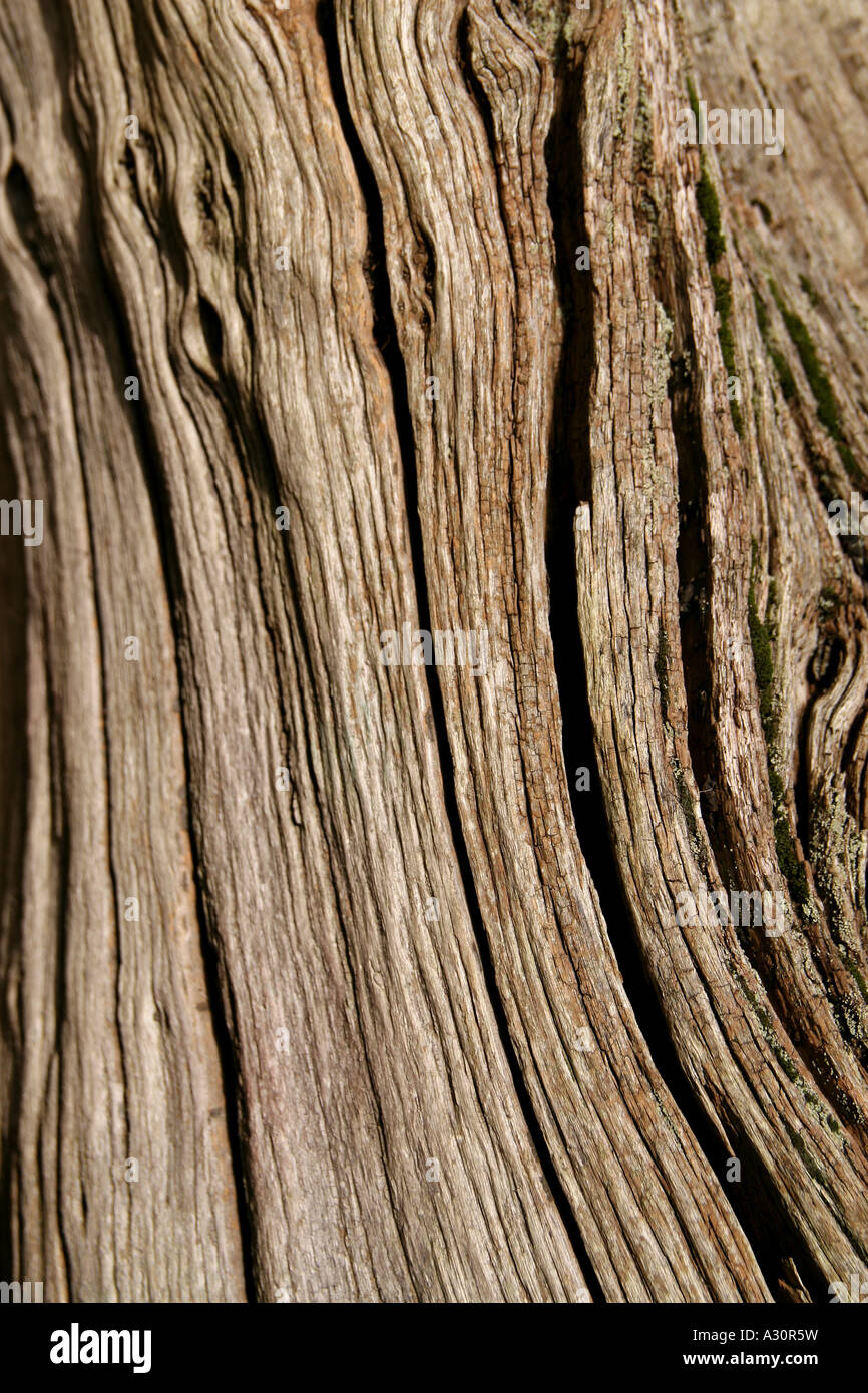 woodgrain of a tree Stock Photo - Alamy