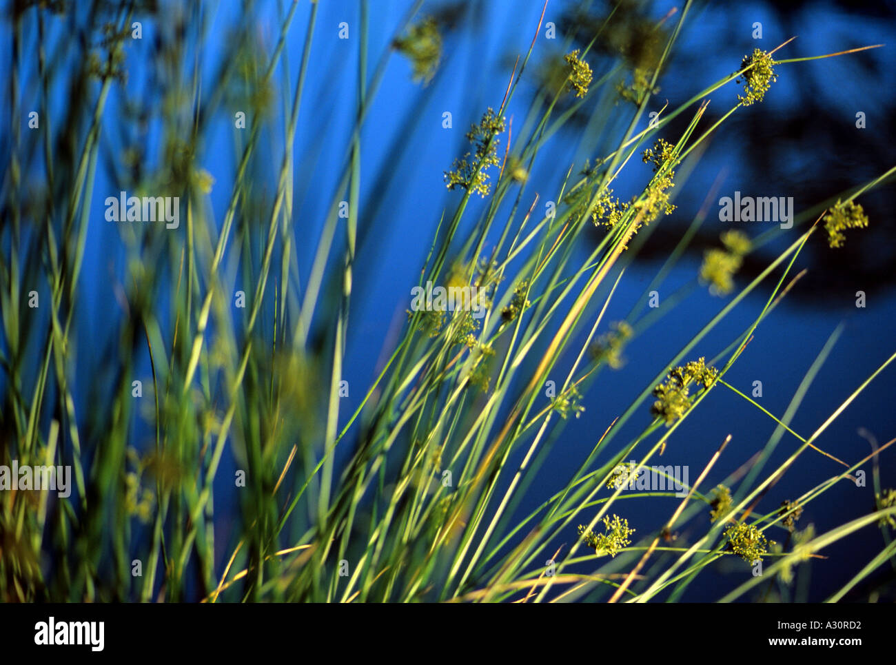 Waterside marsh hi-res stock photography and images - Alamy