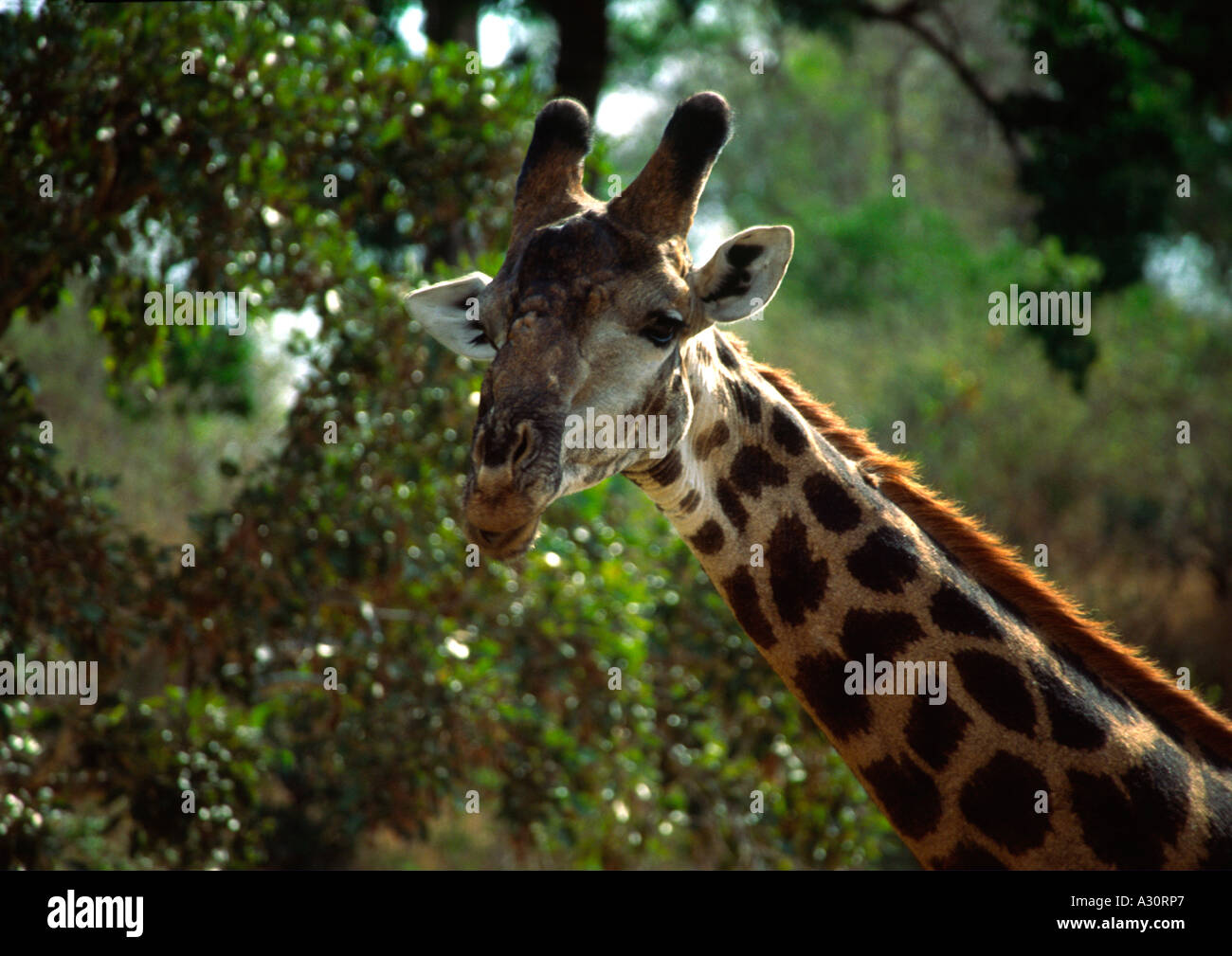Kruger park attractions hi-res stock photography and images - Alamy