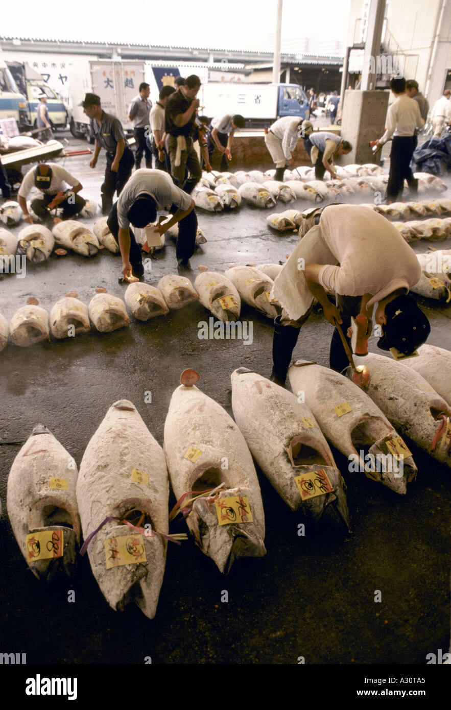 tokyo japan early morning fish market where tuna fish deep frozen at ...