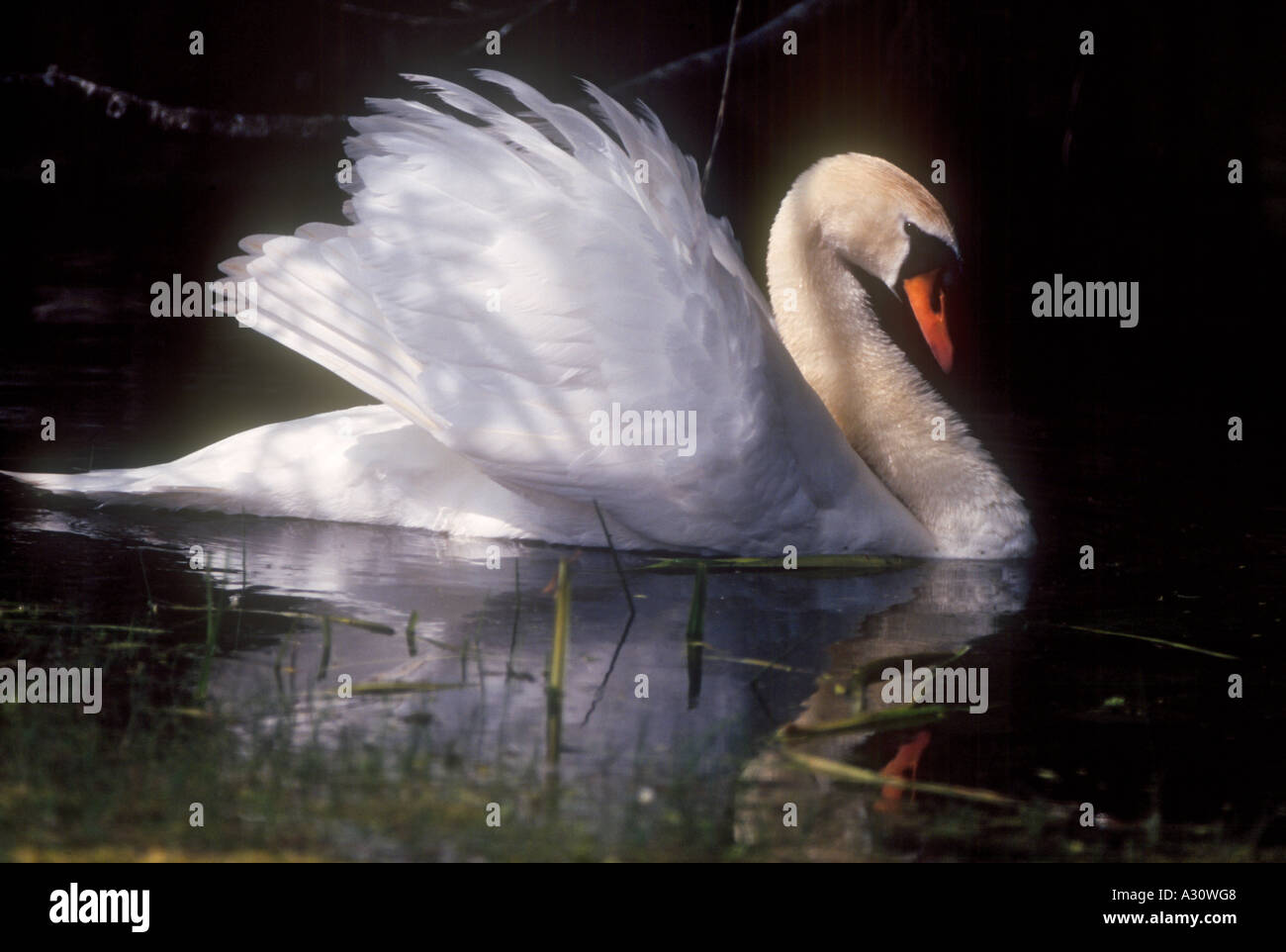 Male swan busking hi-res stock photography and images - Alamy