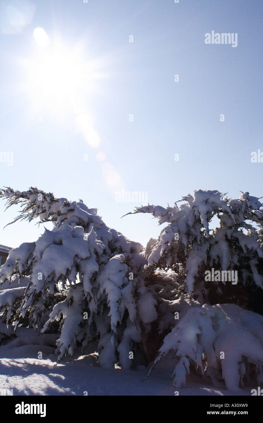 Bushes in snow tree hi-res stock photography and images - Alamy