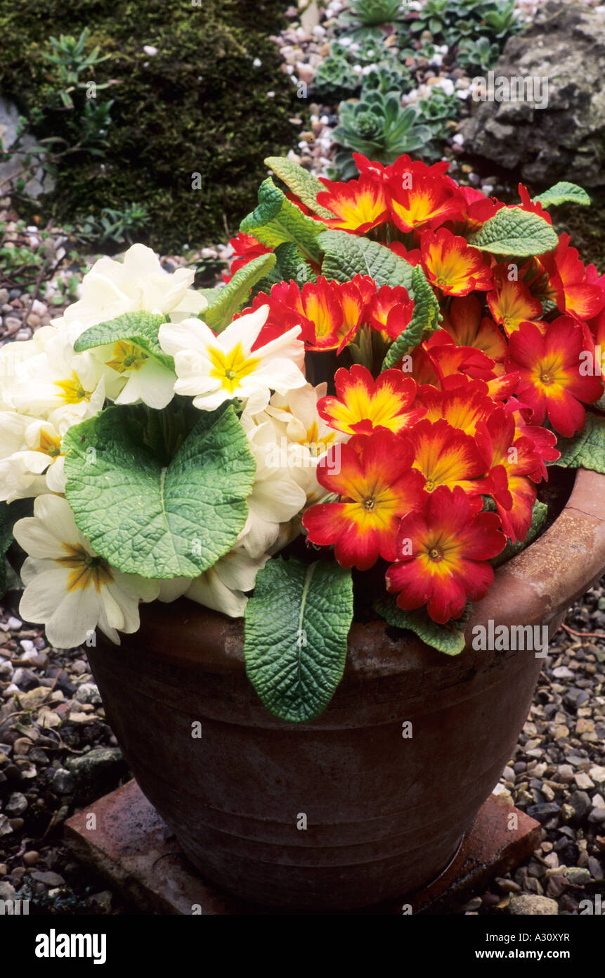Container with primulas Stock Photo - Alamy