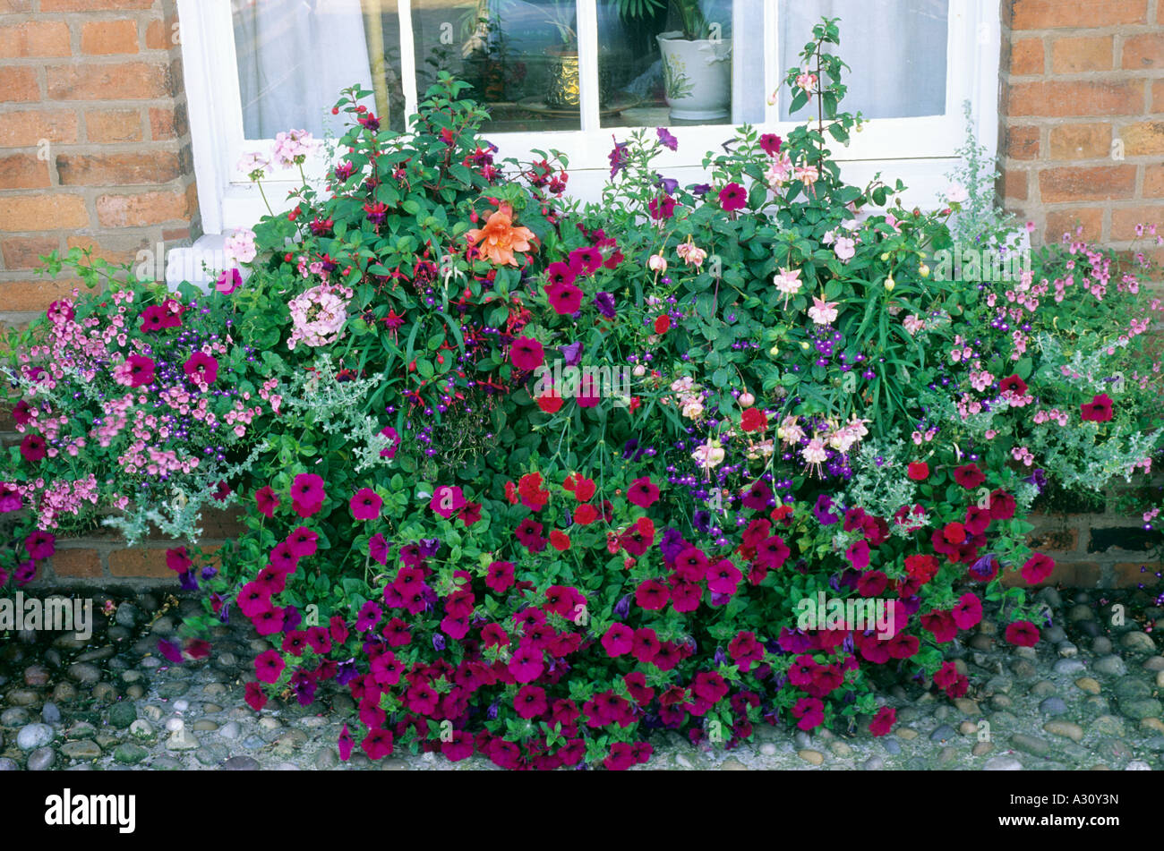 Container Window Box Geranium Fuchsia Stock Photo - Alamy