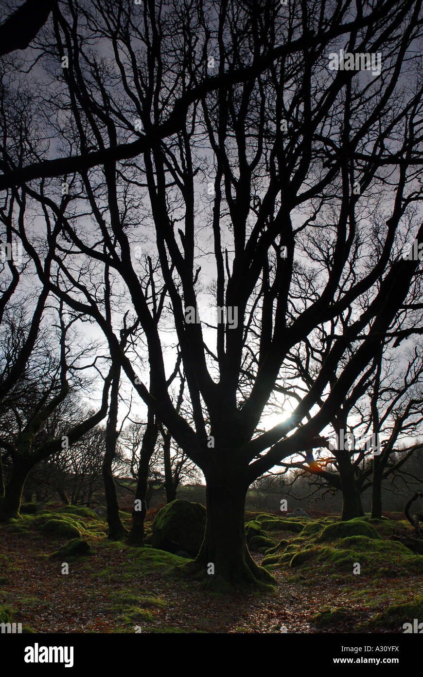 Evil tree hi-res stock photography and images - Alamy