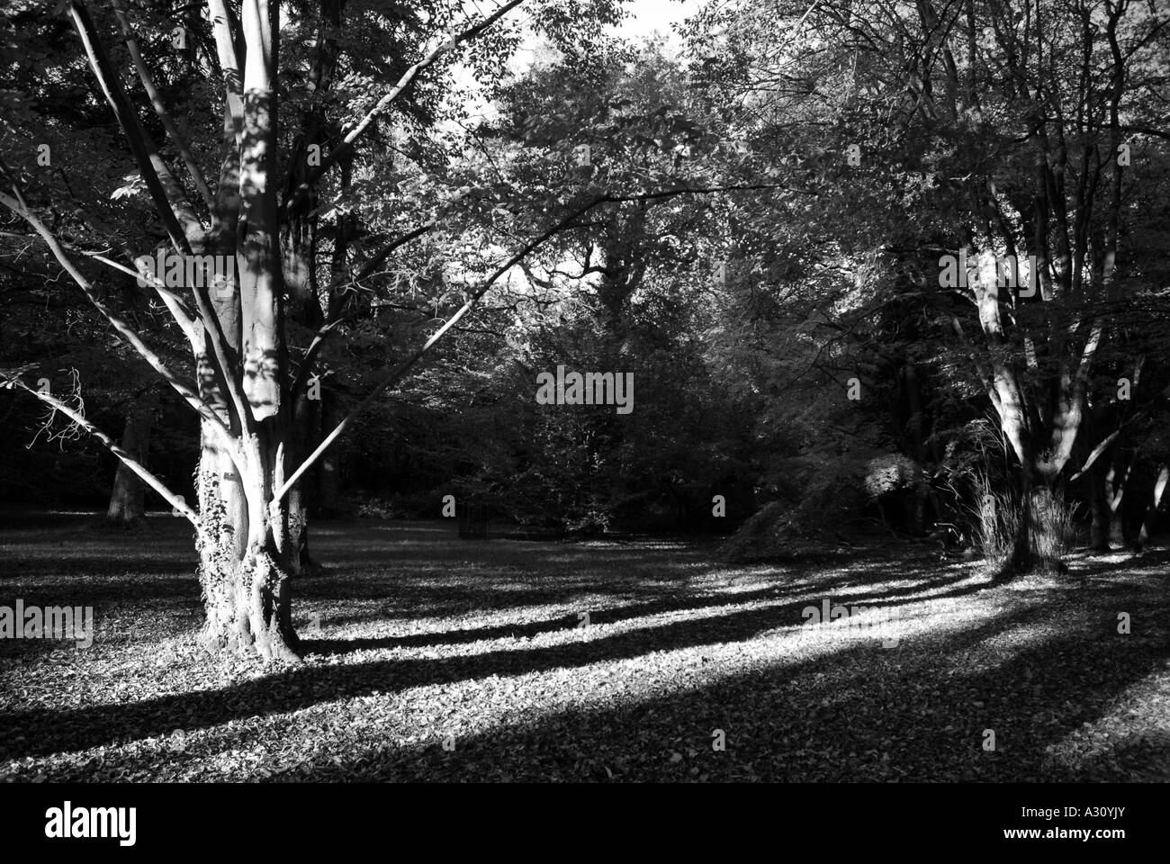 Autumn Forest Light Shadows England High Resolution Stock Photography ...