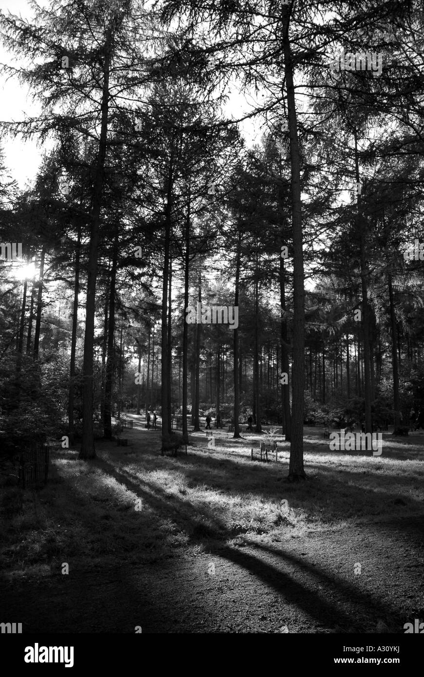 Woodland shadows and sunlight Black and White Stock Photos & Images - Alamy