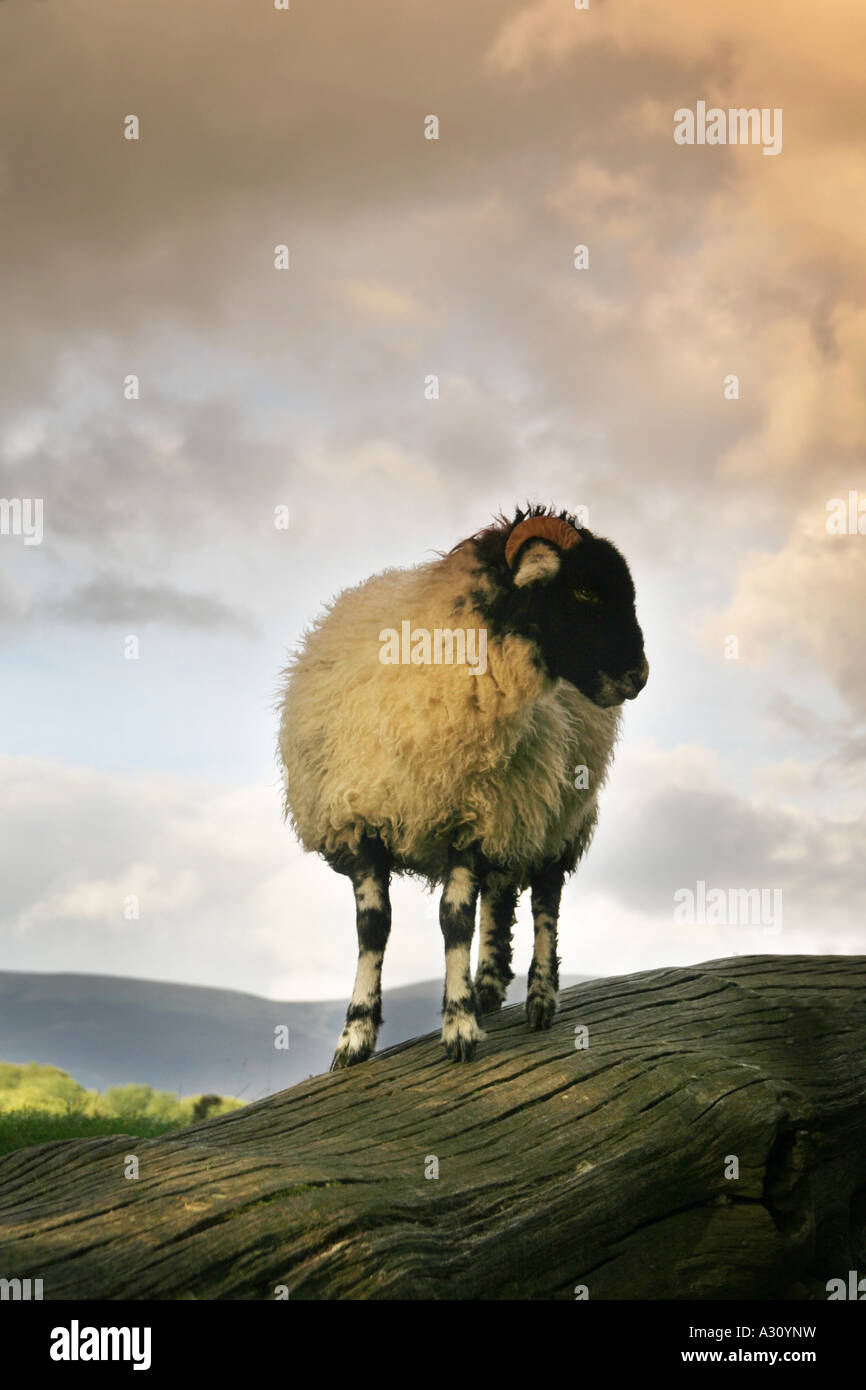 black faced sheep stood on a fallen tree Stock Photo - Alamy