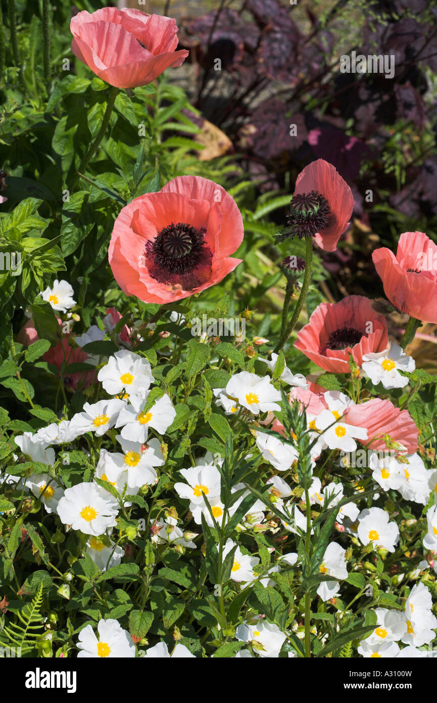 Poppies in flower bed hi-res stock photography and images - Alamy