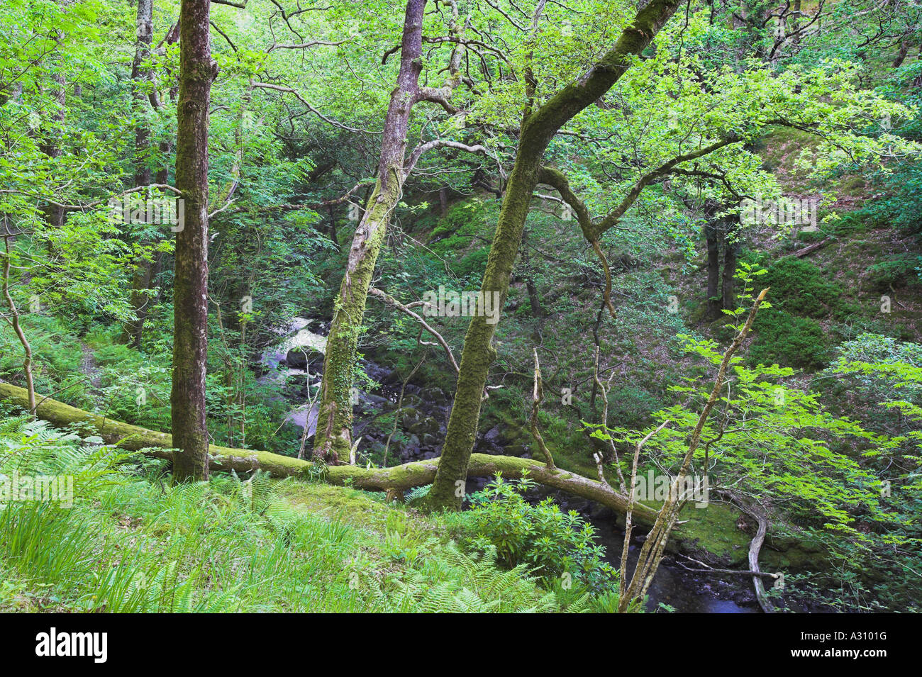 Wooded valley North Wales Stock Photo - Alamy