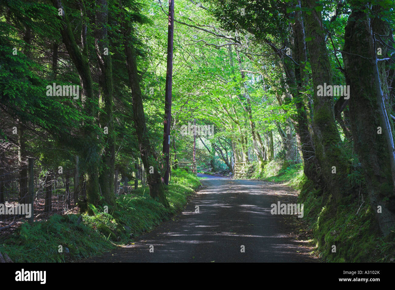 Wooded Road North Wales Stock Photo - Alamy