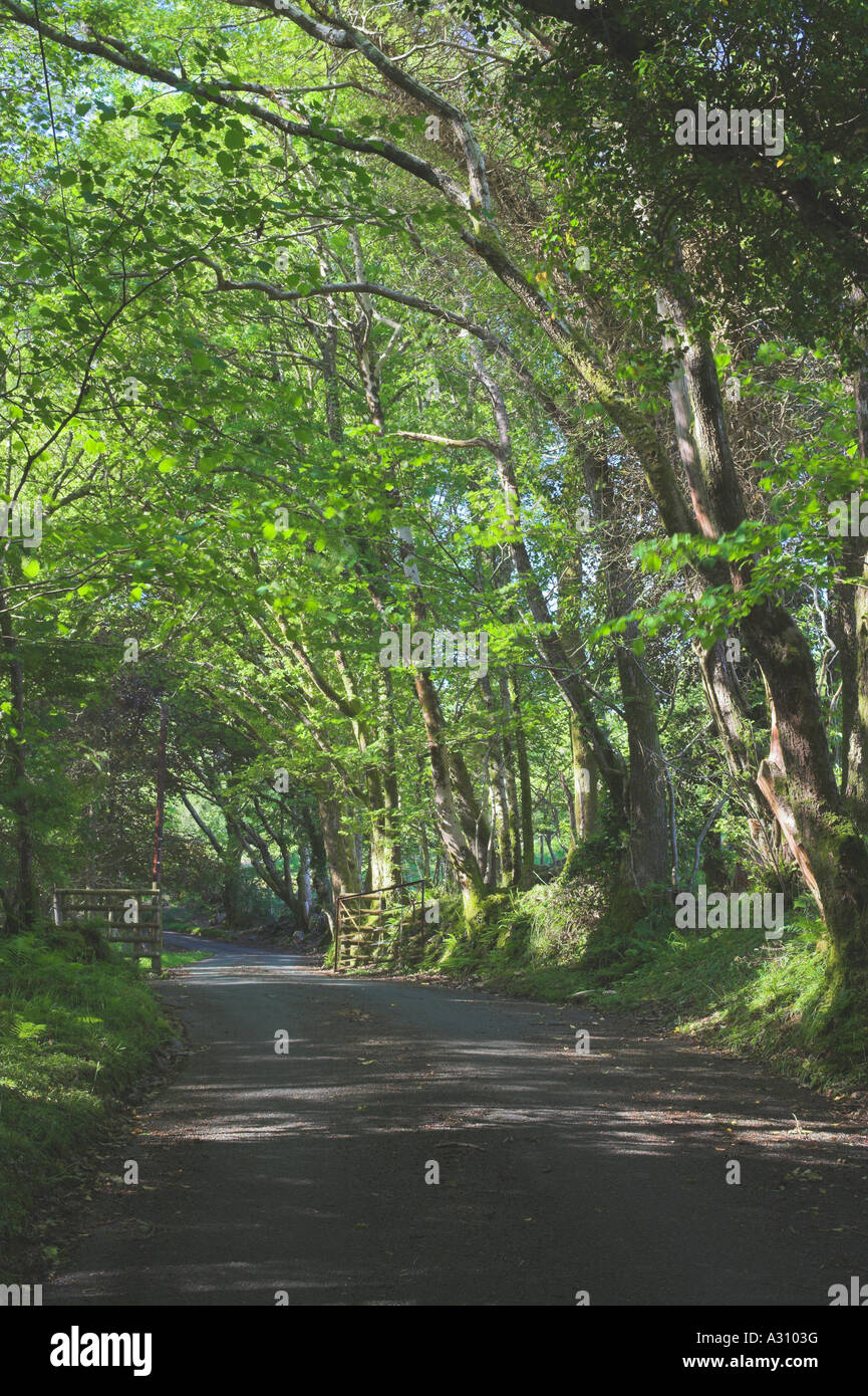 Wooded Road North Wales Stock Photo - Alamy