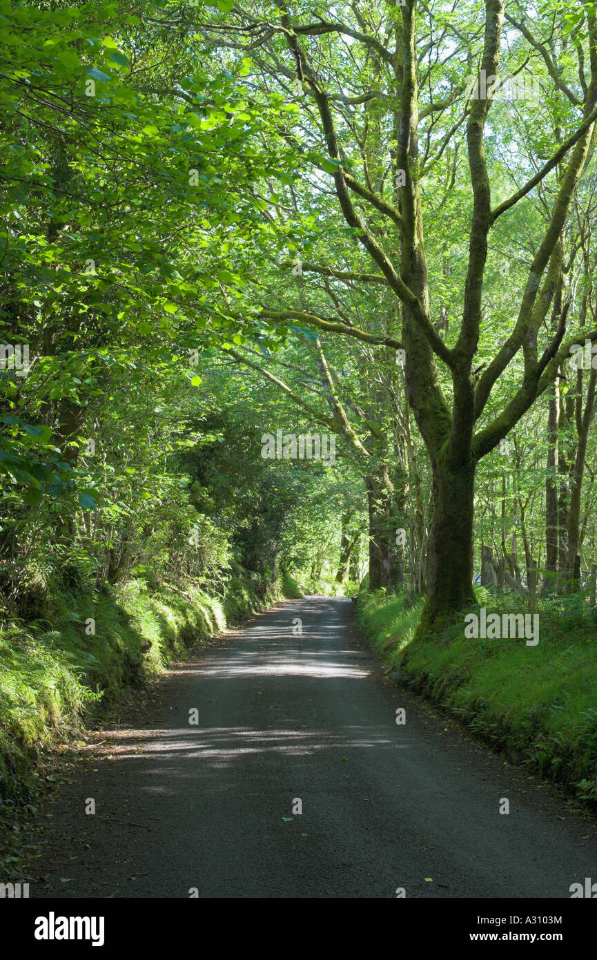 Tree lined lane Stock Photo - Alamy
