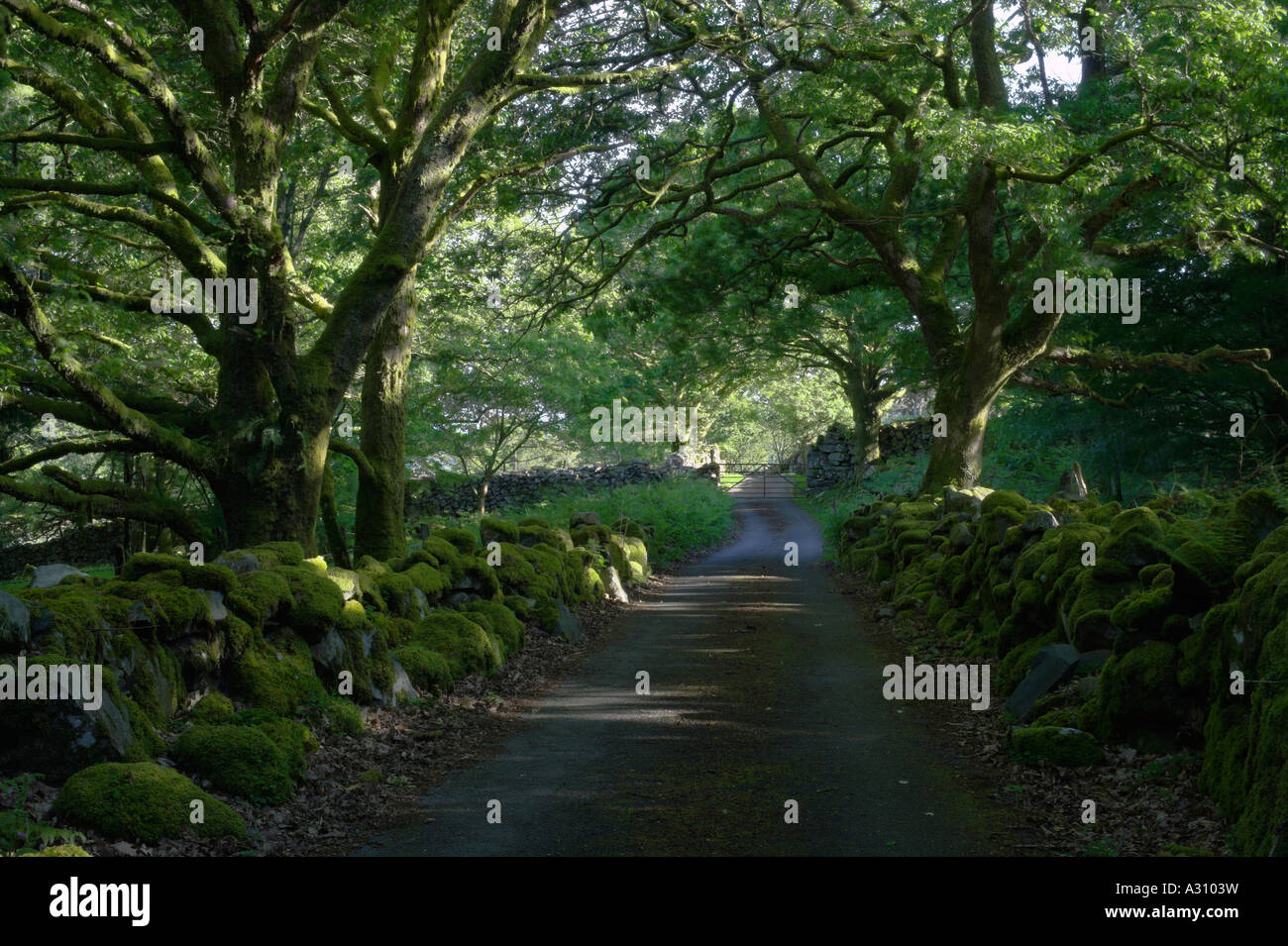 Dark wooded lane with gate Stock Photo - Alamy
