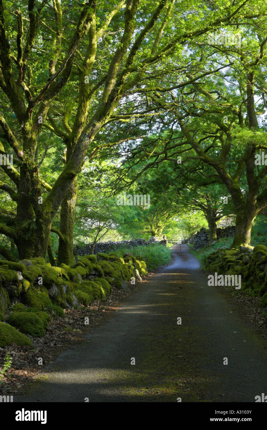Wooded lane hi-res stock photography and images - Alamy