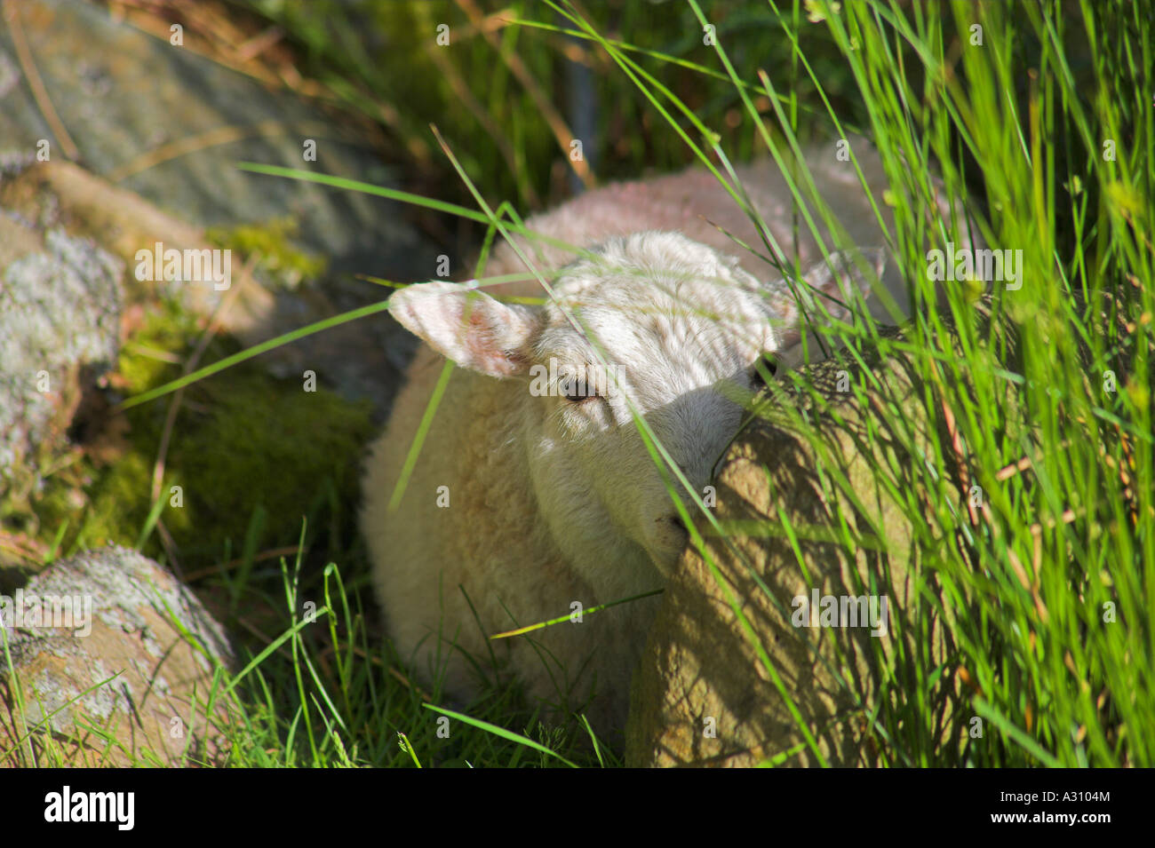 lamb hiding behind a rock Stock Photo - Alamy