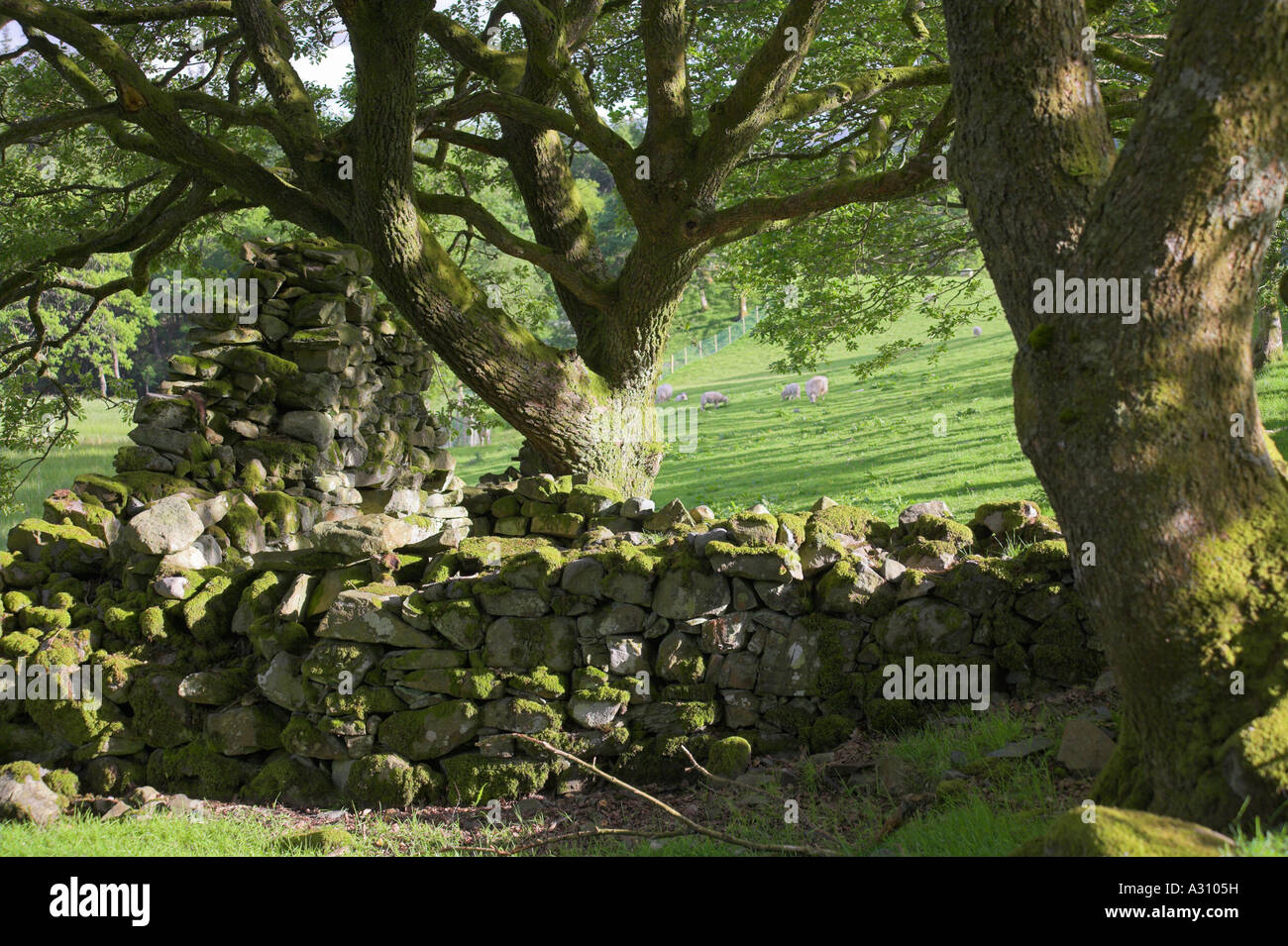 Ruins of a small stone shelter Stock Photo - Alamy