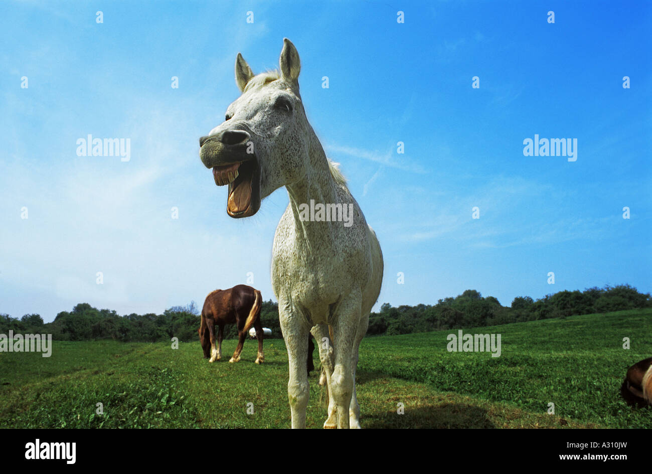 horse - whinnying Stock Photo - Alamy