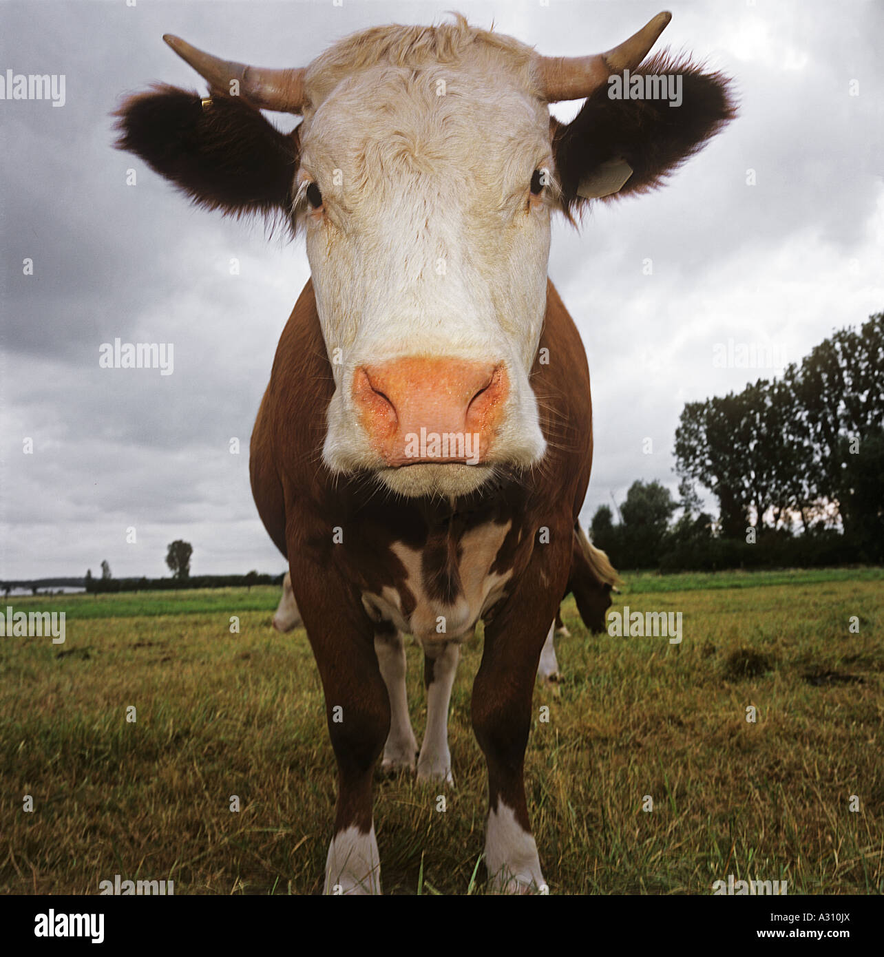 cow - standing - frontal Stock Photo - Alamy