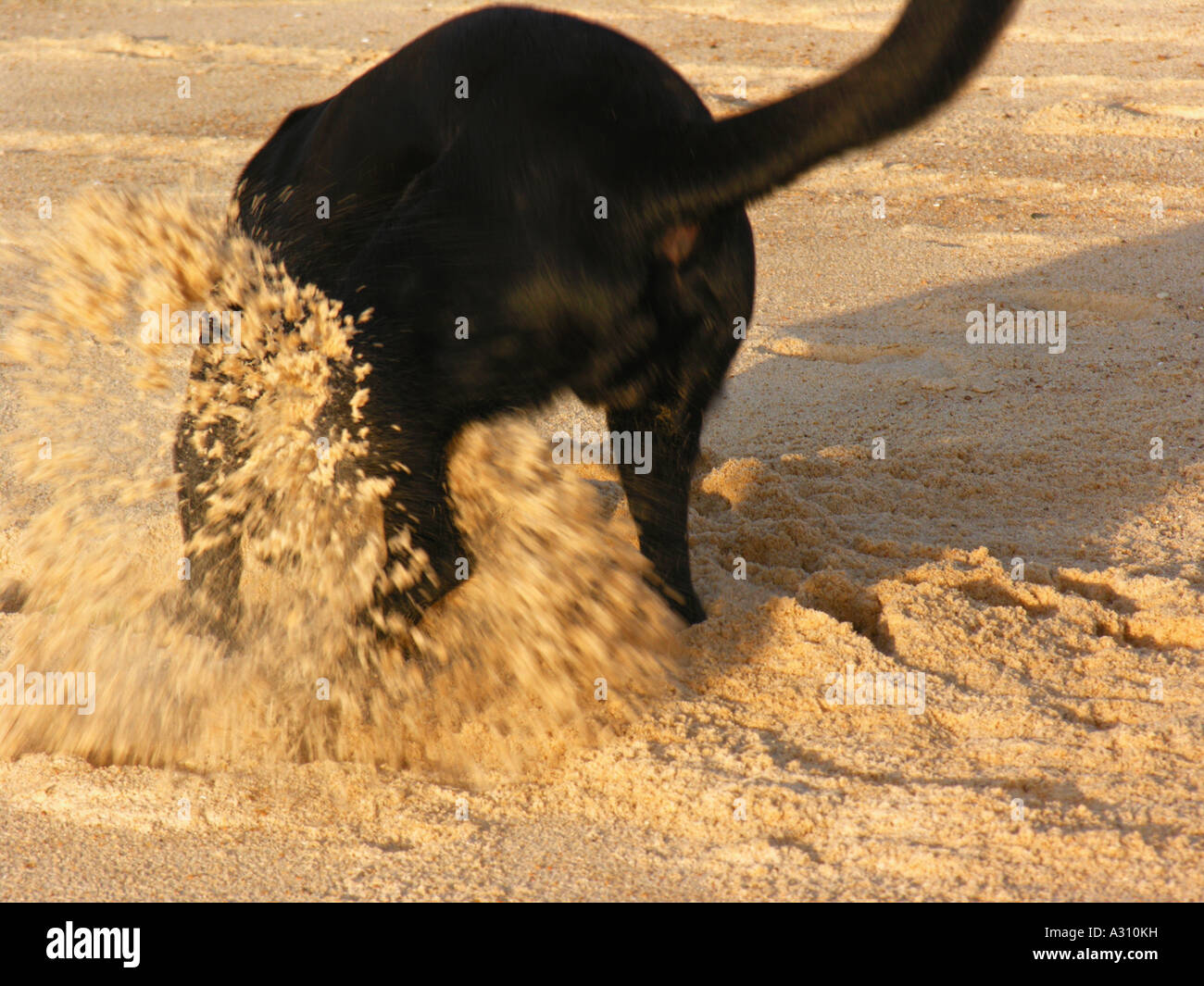 dog - digging in sand Stock Photo - Alamy