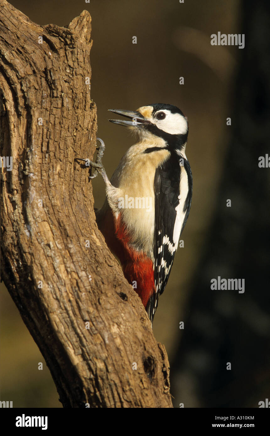 great spotted woodpecker at branch / Picoides major Stock Photo - Alamy